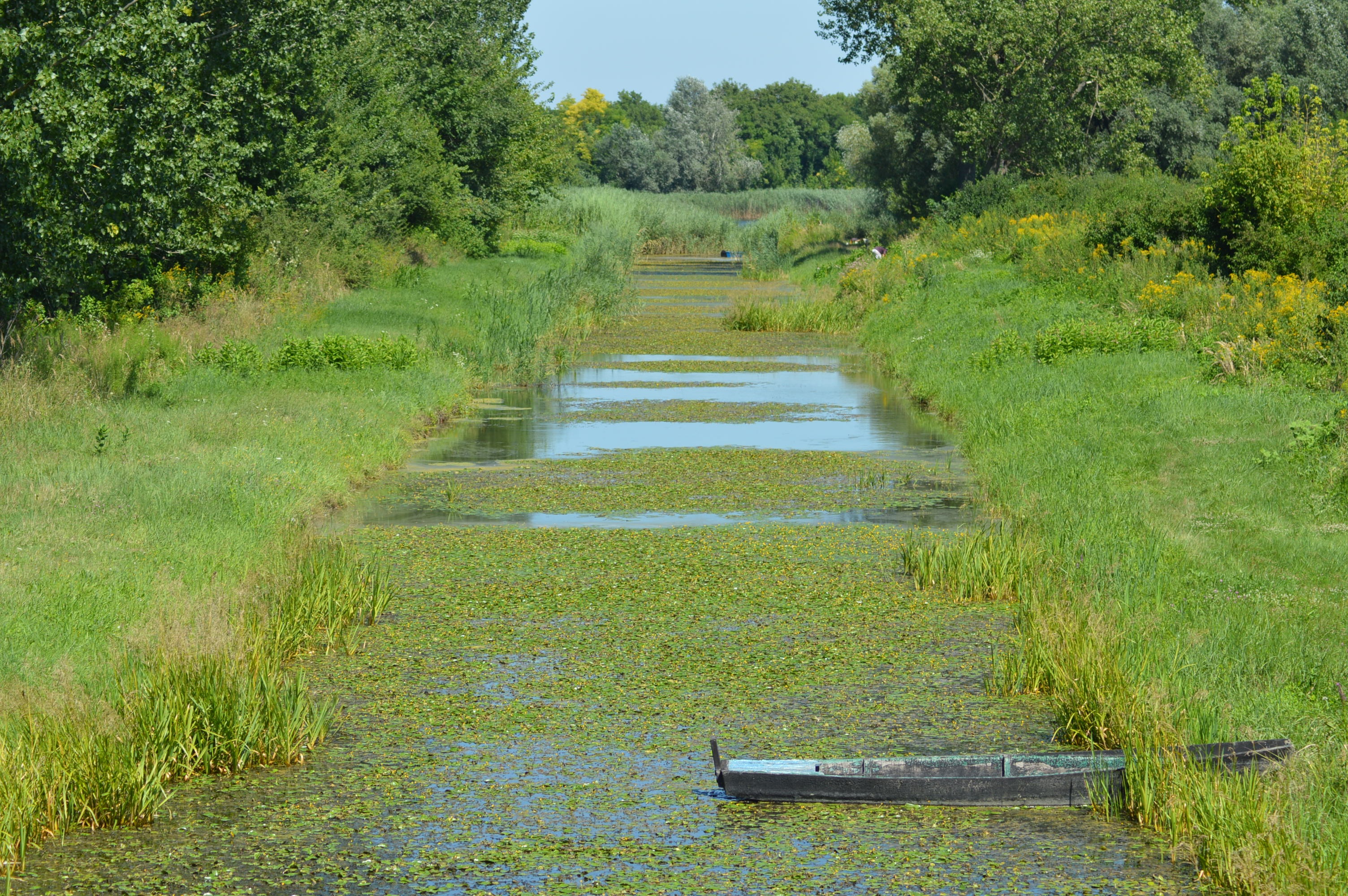 River with plants on top free image download
