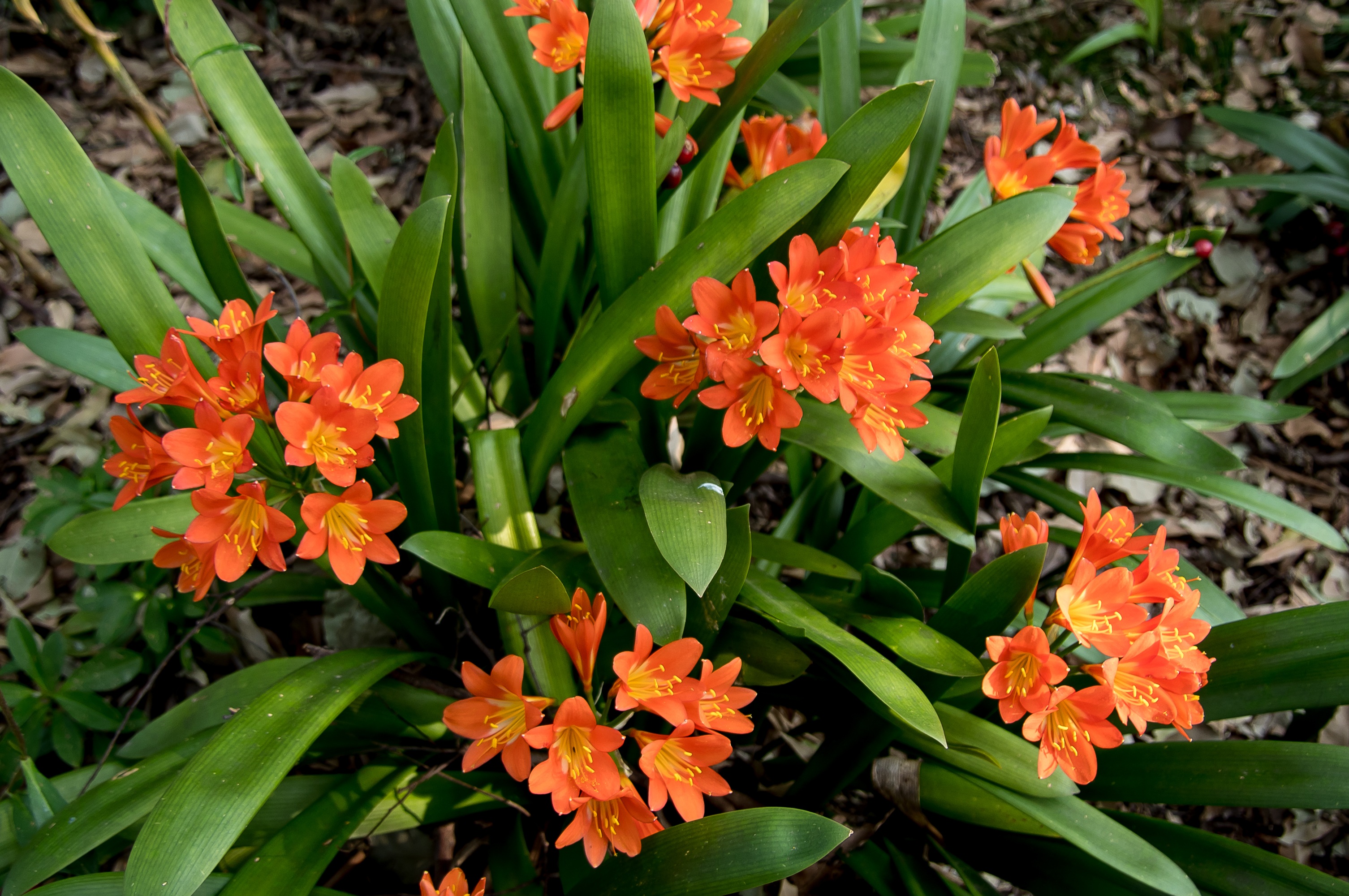 Clivia Orange Bulb free image download