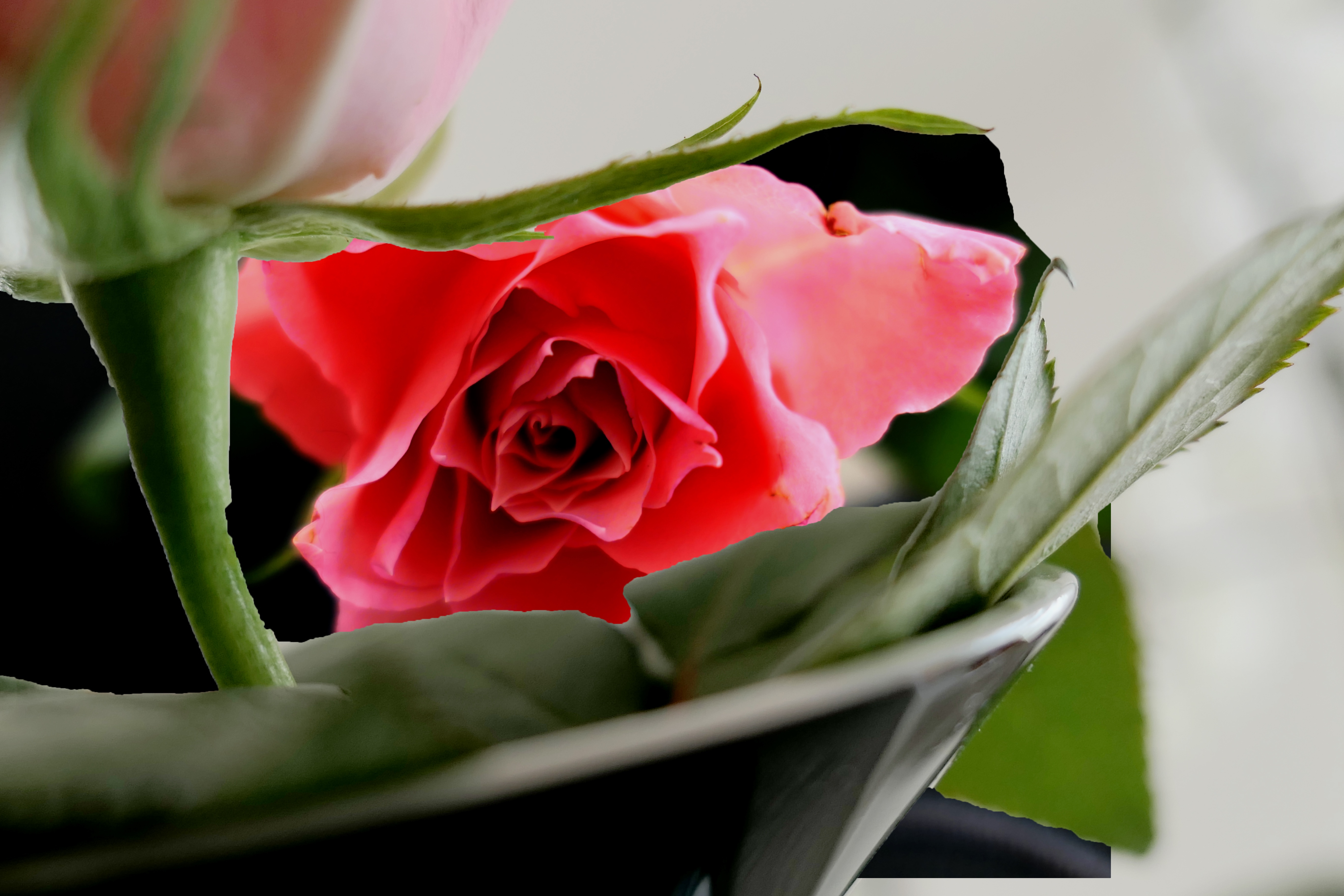 Rose Red Blossom free image download