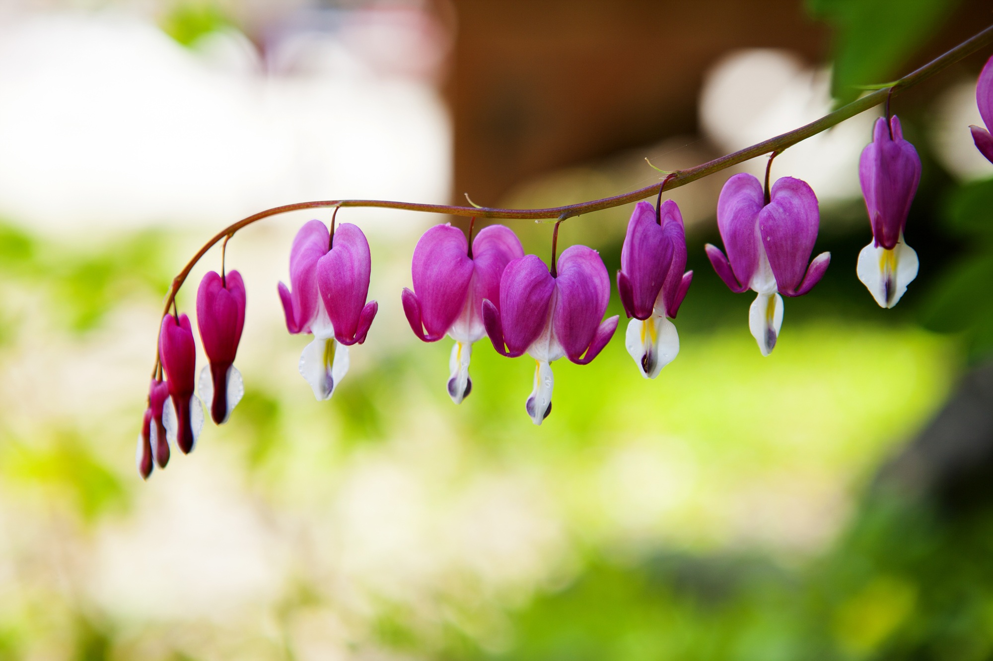 Bleeding Heart Spring Flowers free image download