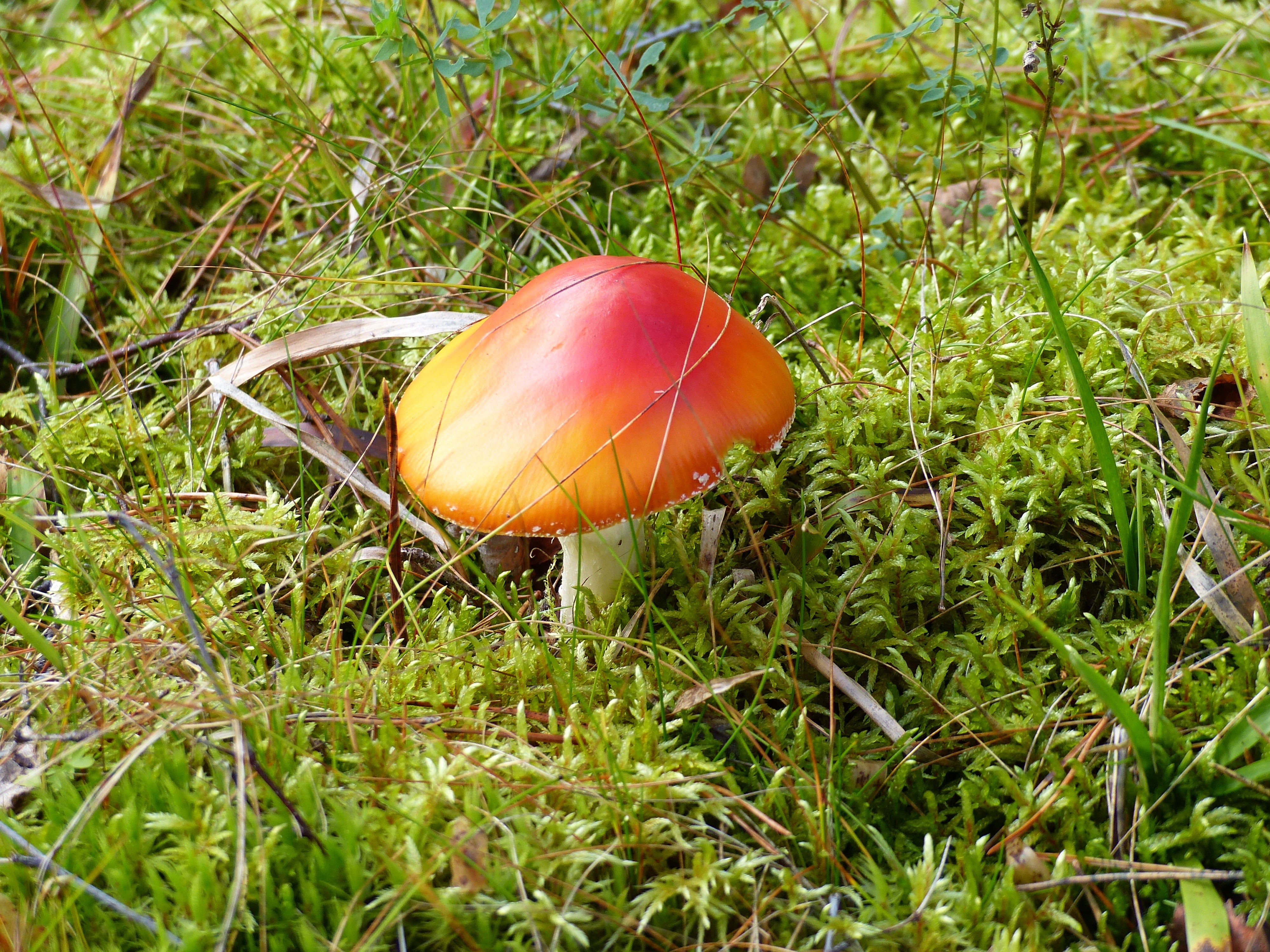 Fly Agaric Forest Colors free image download