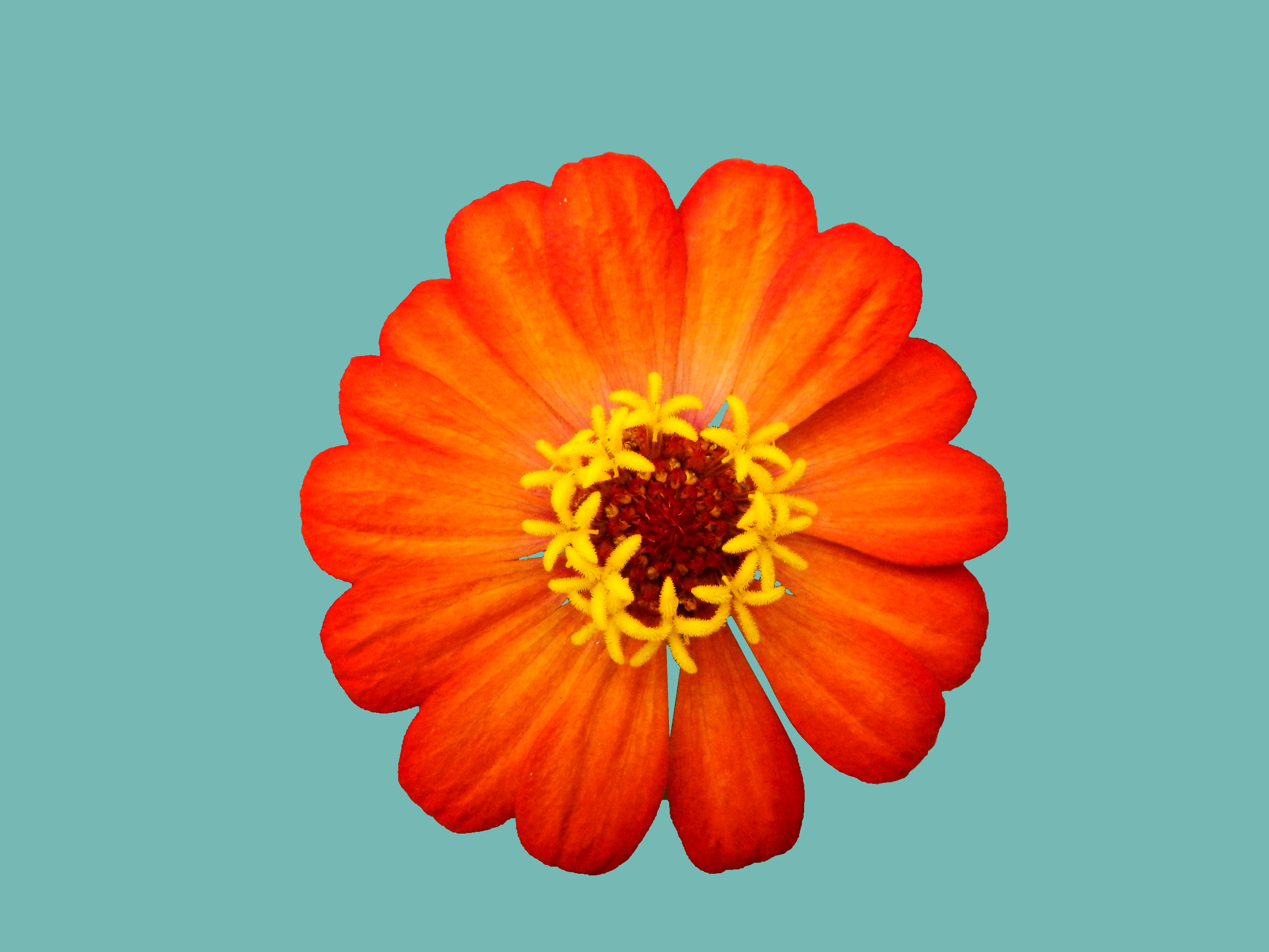 Orange Flower Spring free image download