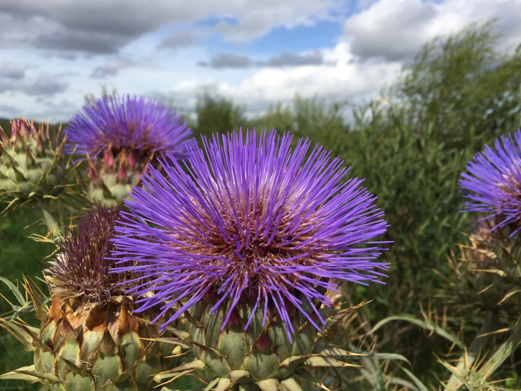 Cactus Blue Spina free image download