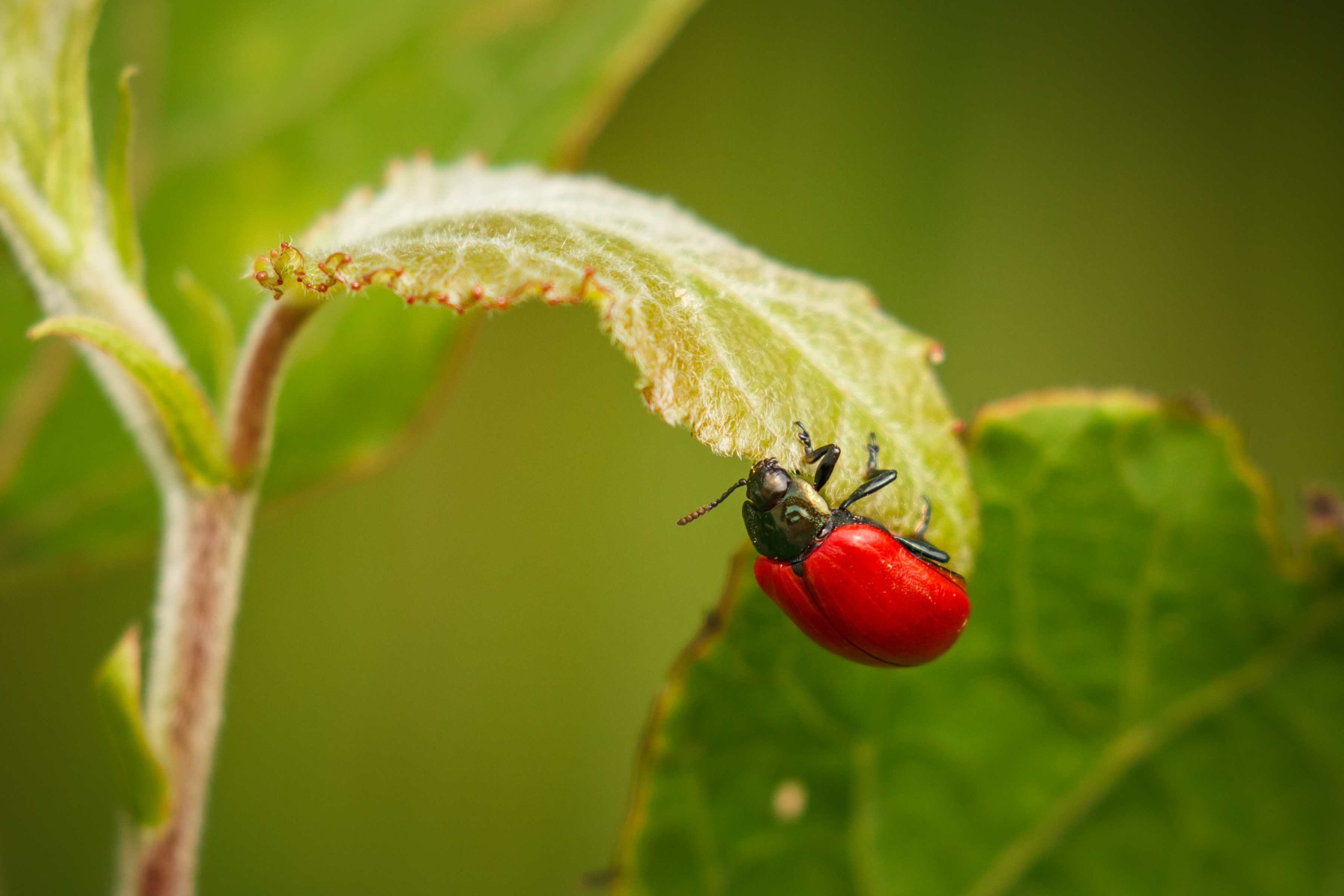 Red Beetle Plant free image download