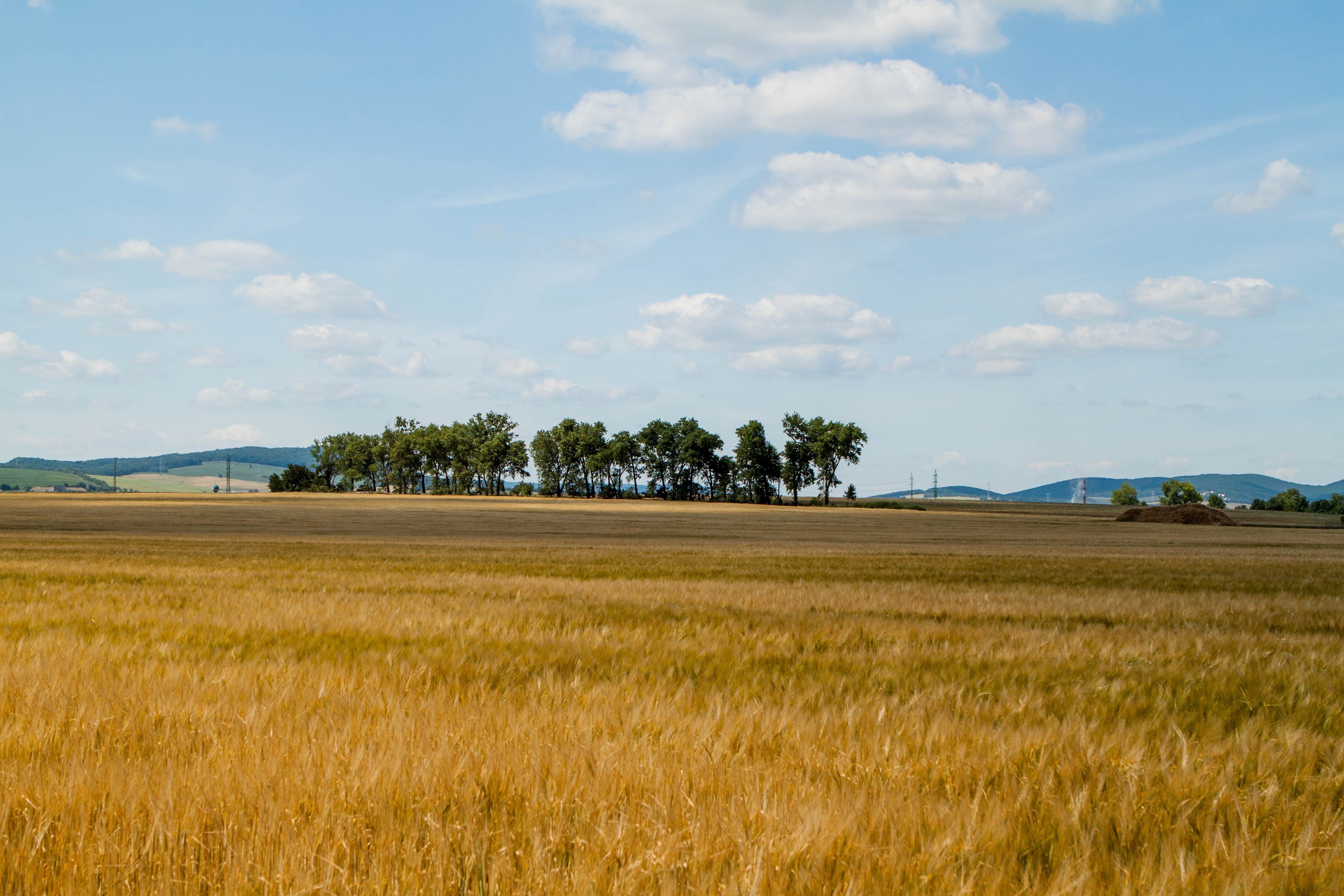 Nature Trees Field The free image download