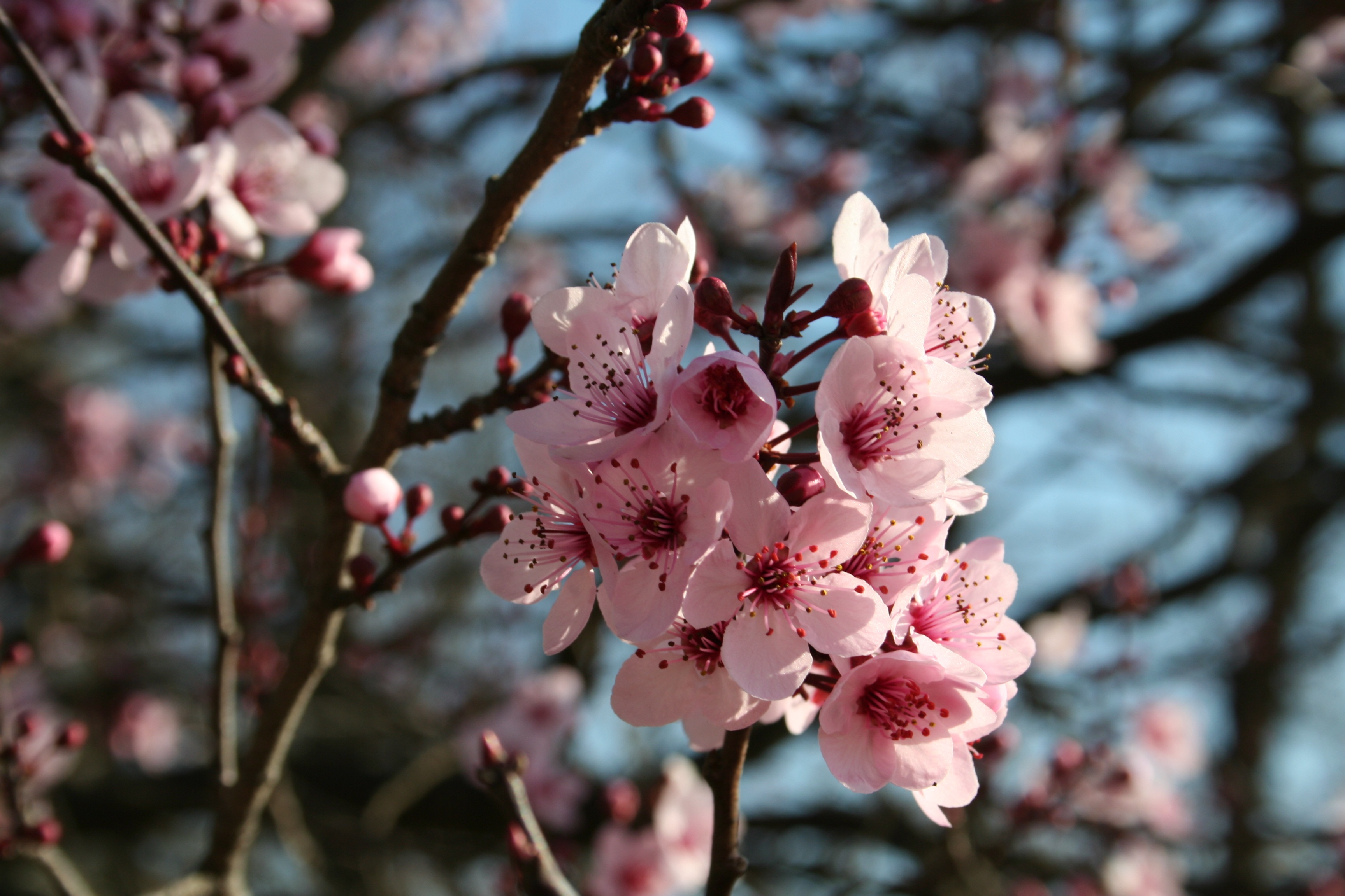 Nature Blossom Pink free image download
