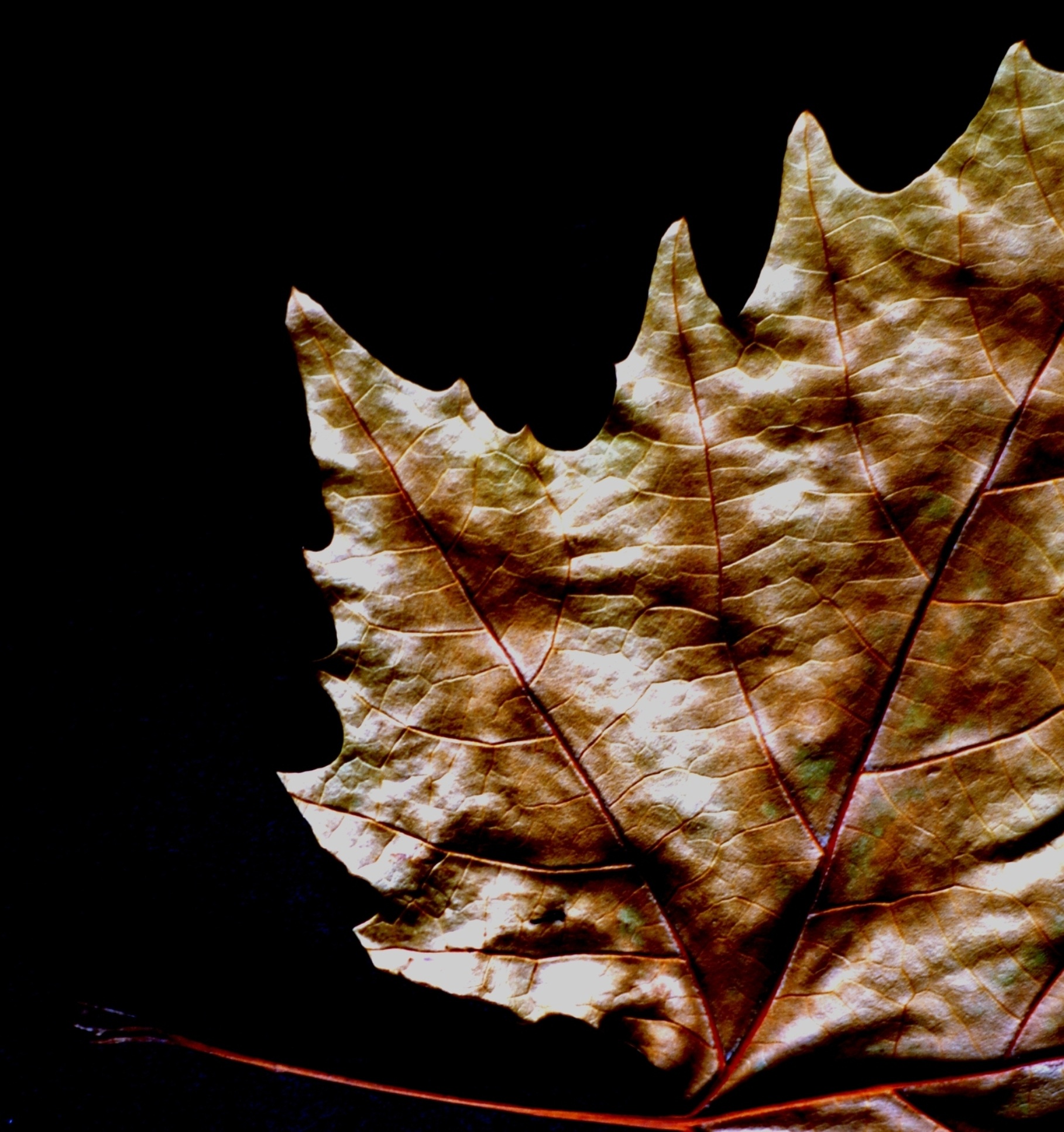 Nature Sheet free image download