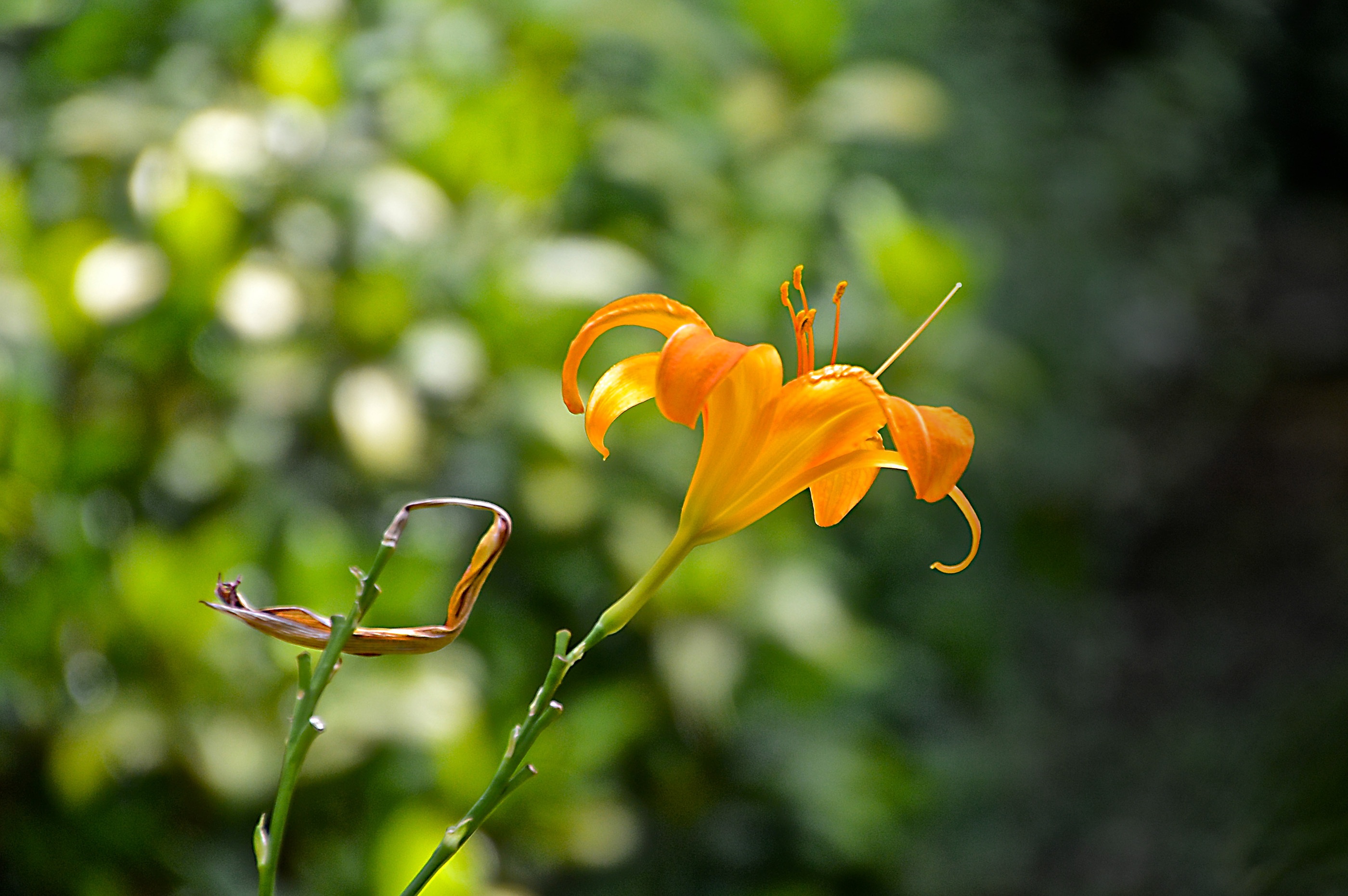Flourished flower in garden free image download
