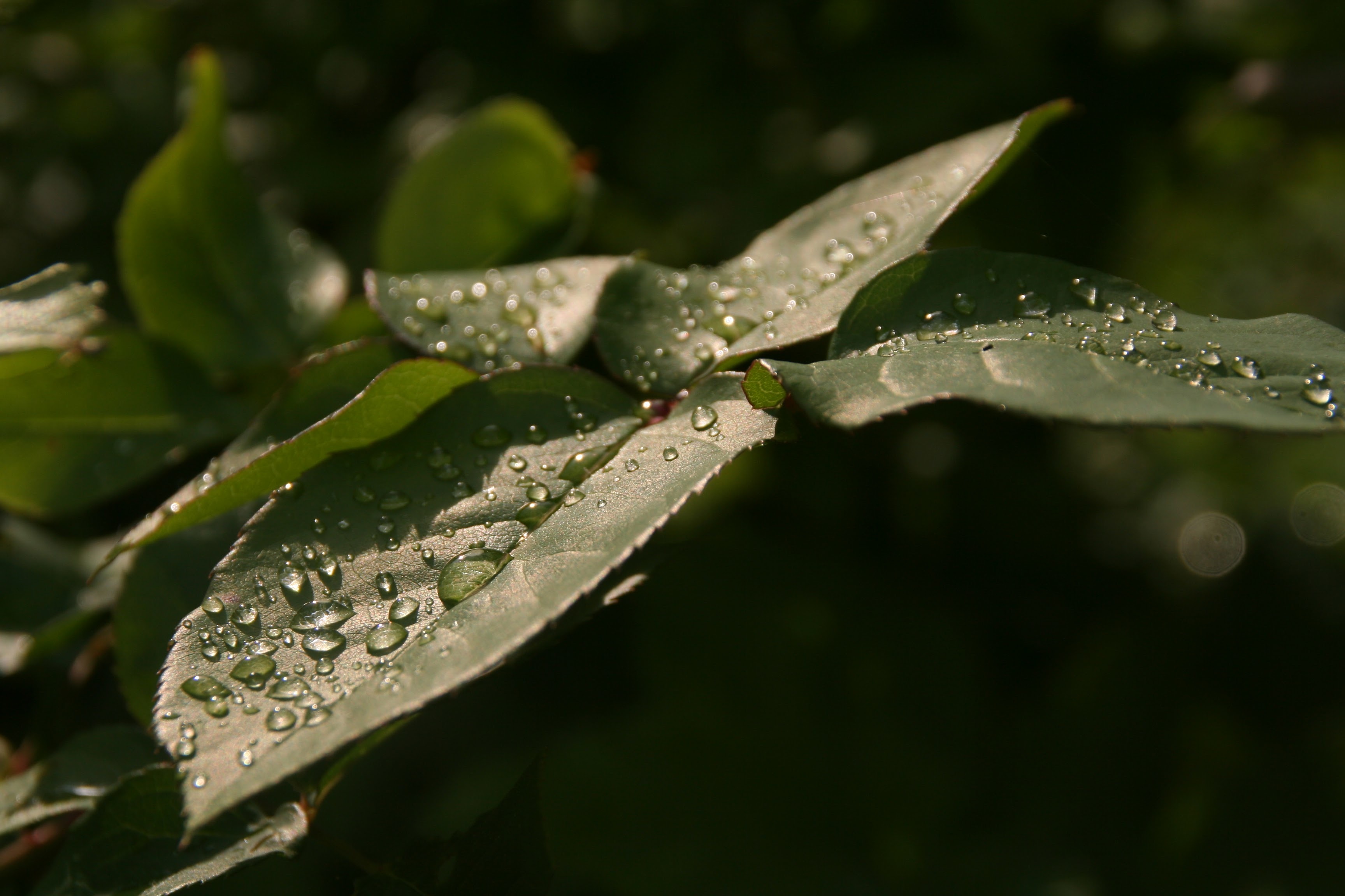 Leaf Nature Rain free image download