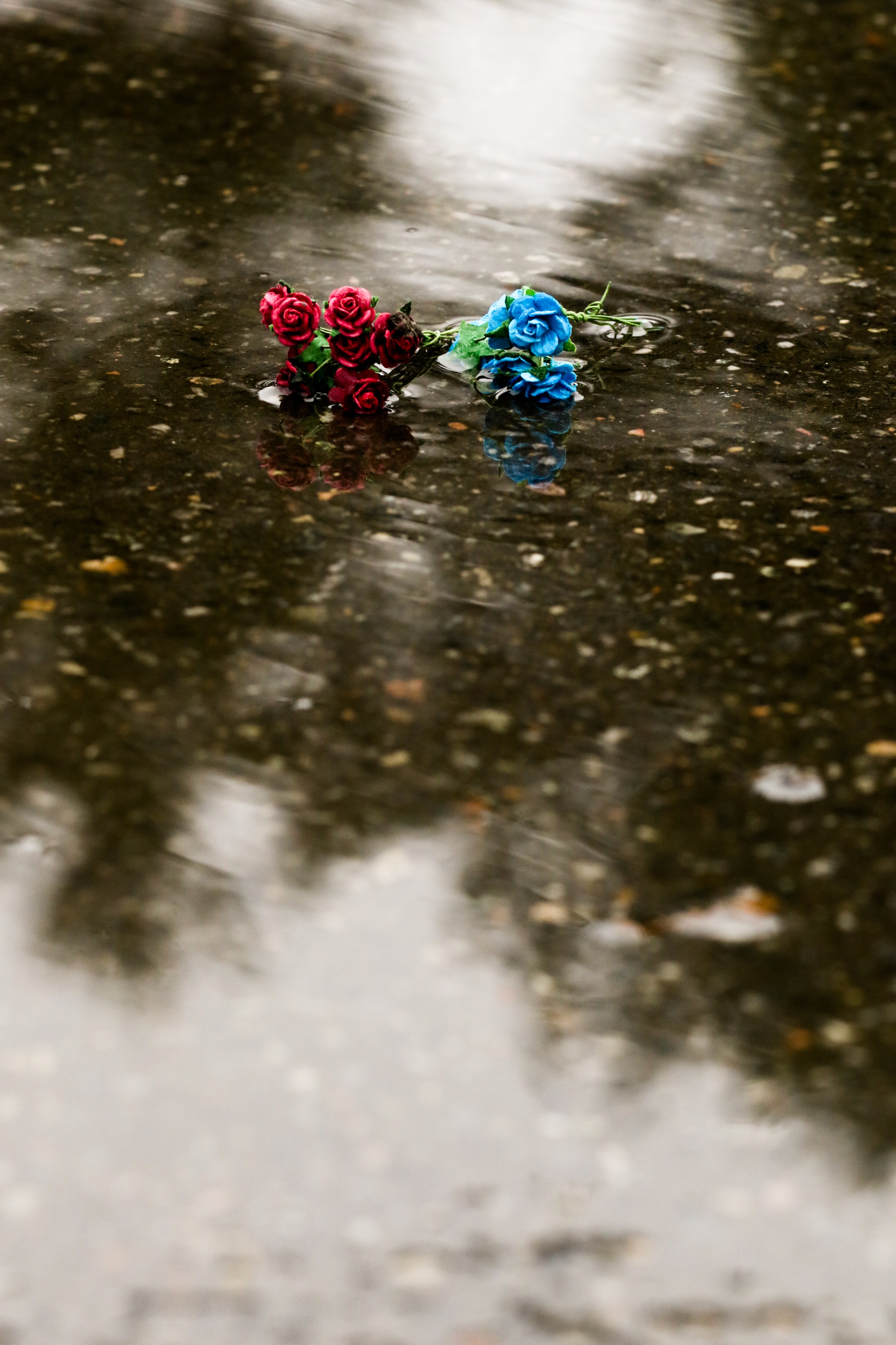 Flower Miniature Roses free image download