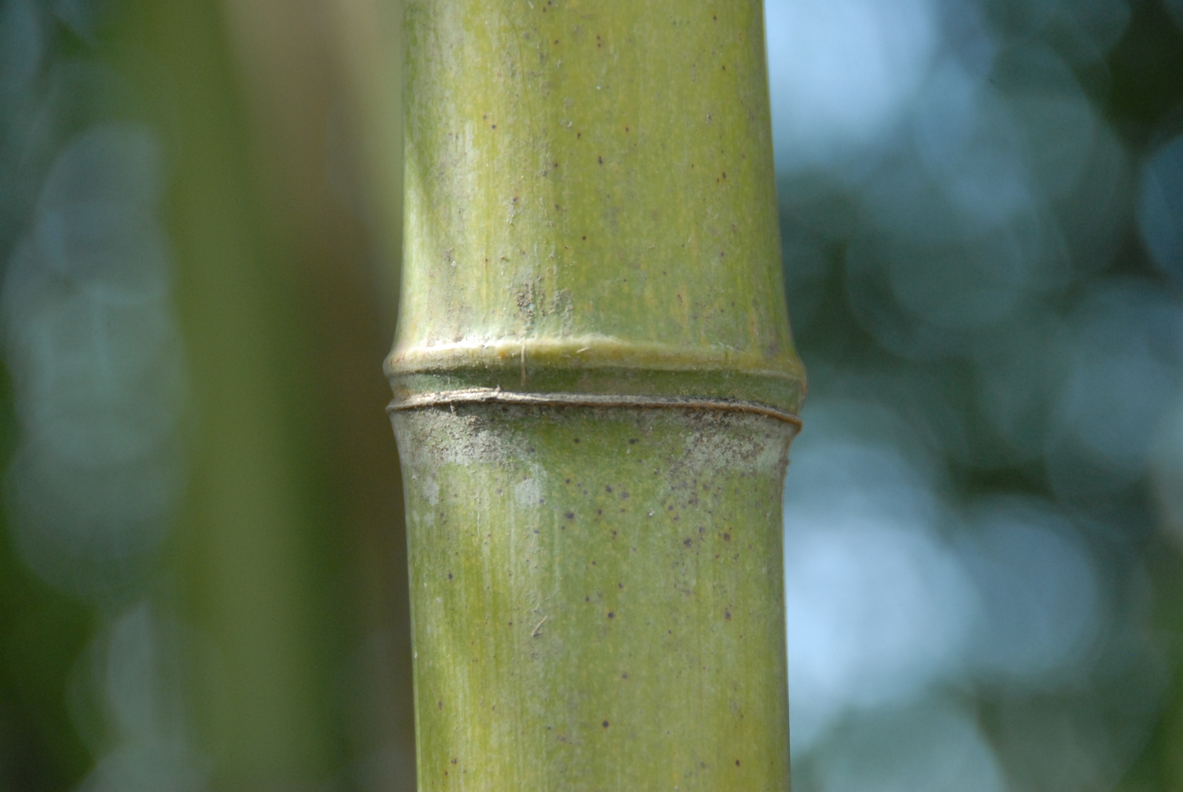 Bamboo Grass free image download