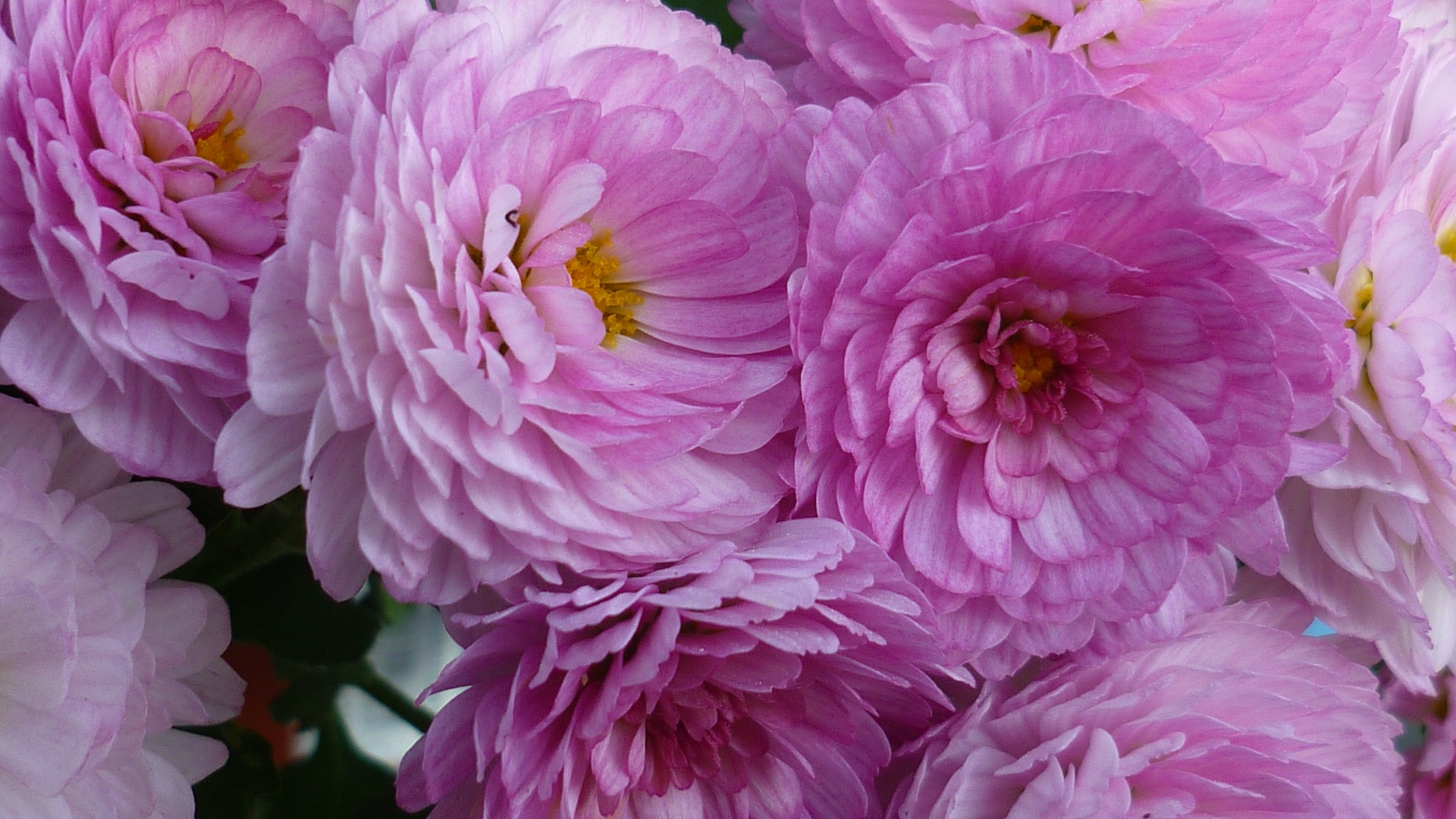 Aster Flower Blossom free image download