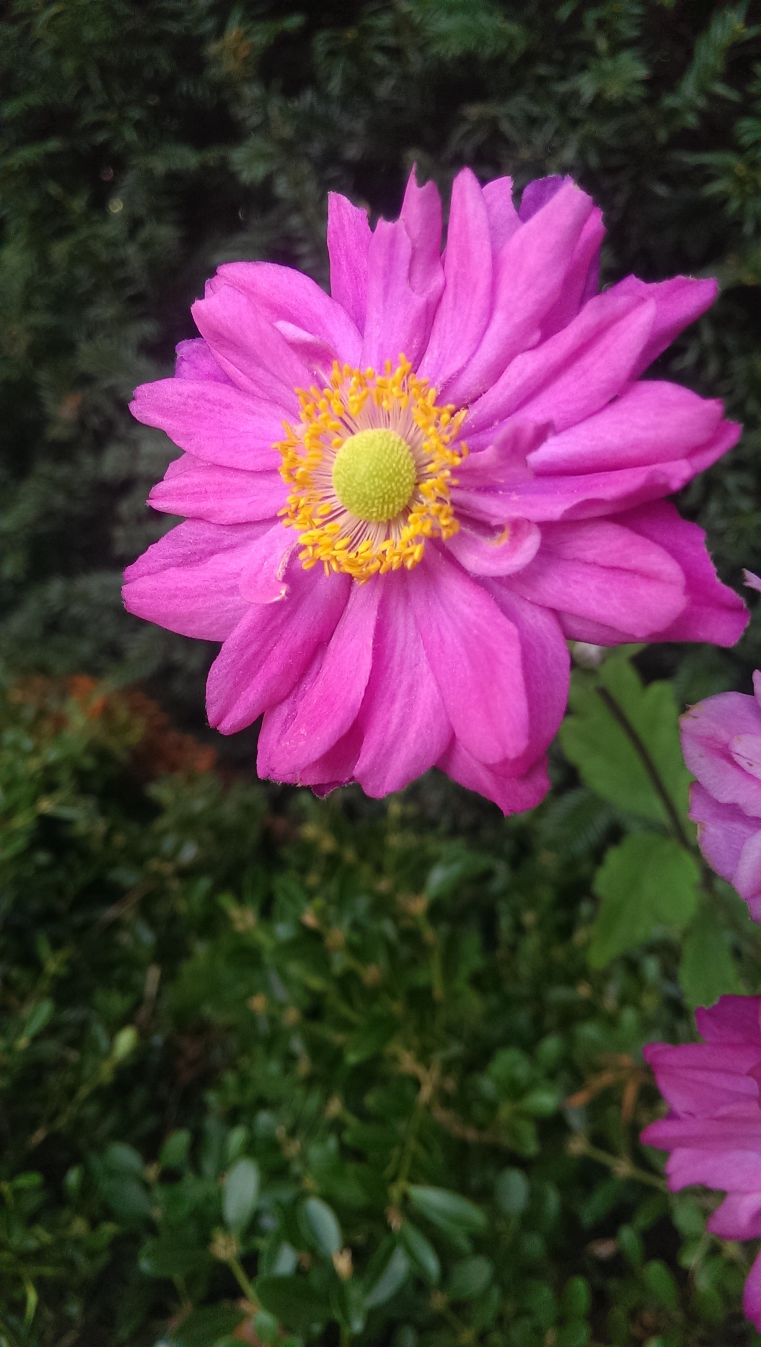 Anenome Sunny Flower free image download
