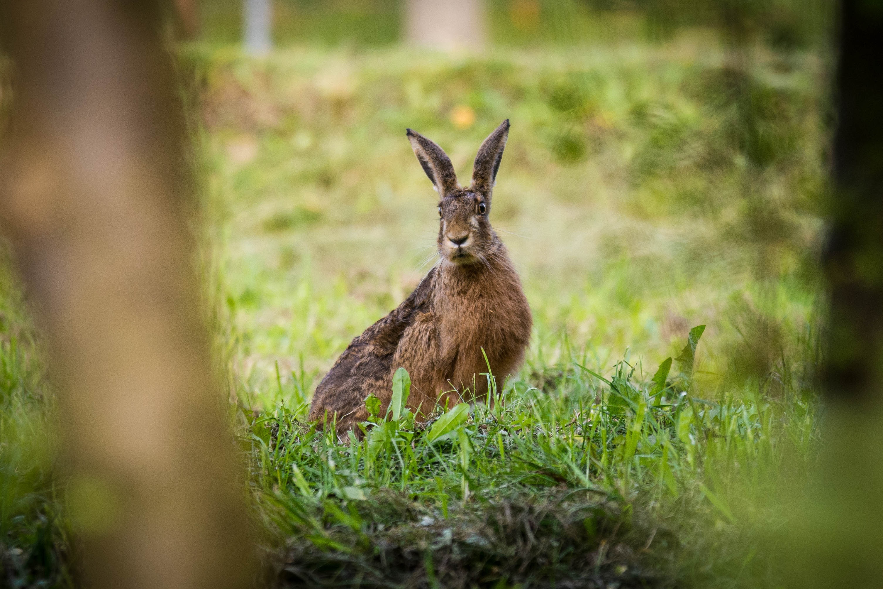 Hare Nature Meadow free image download