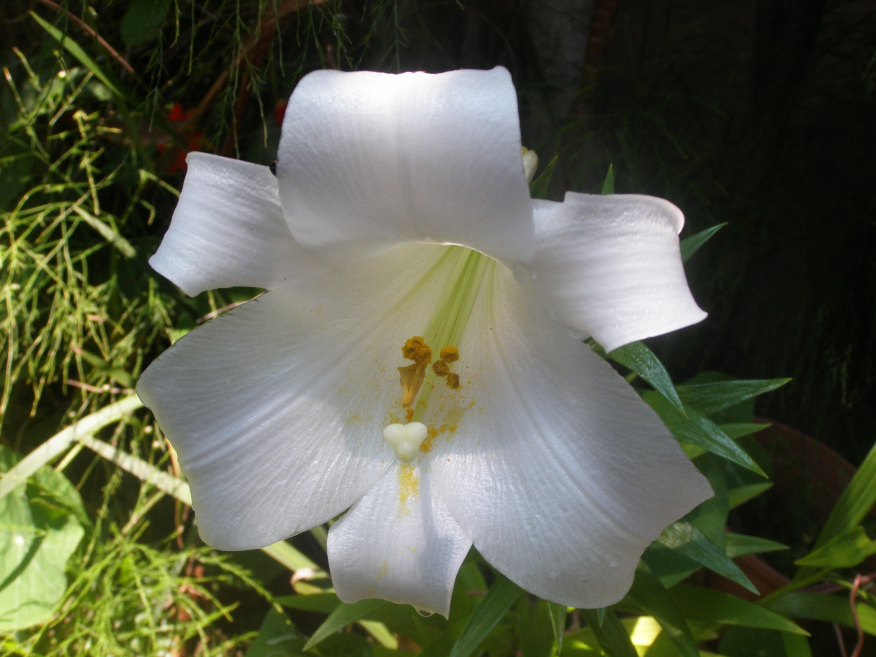 Lily White free image download