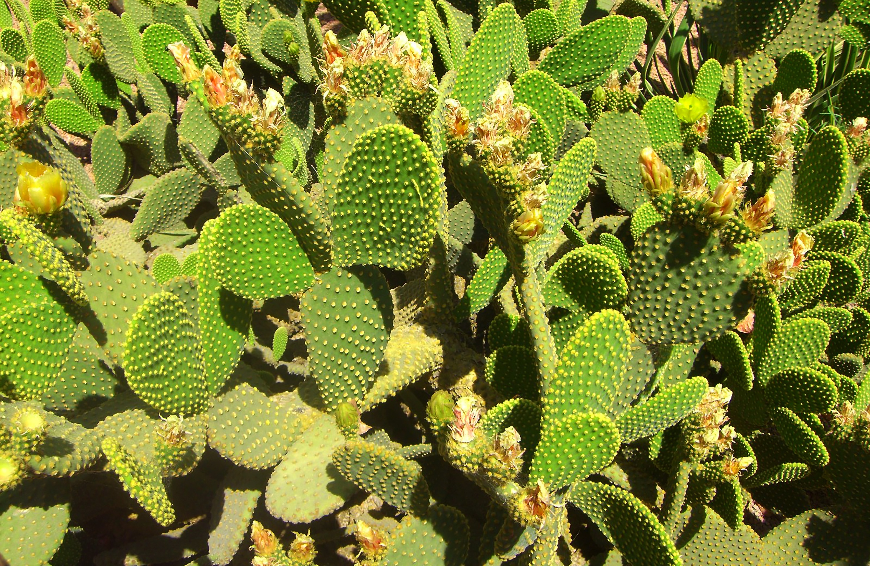 Cactus Cacti Field Nature free image download