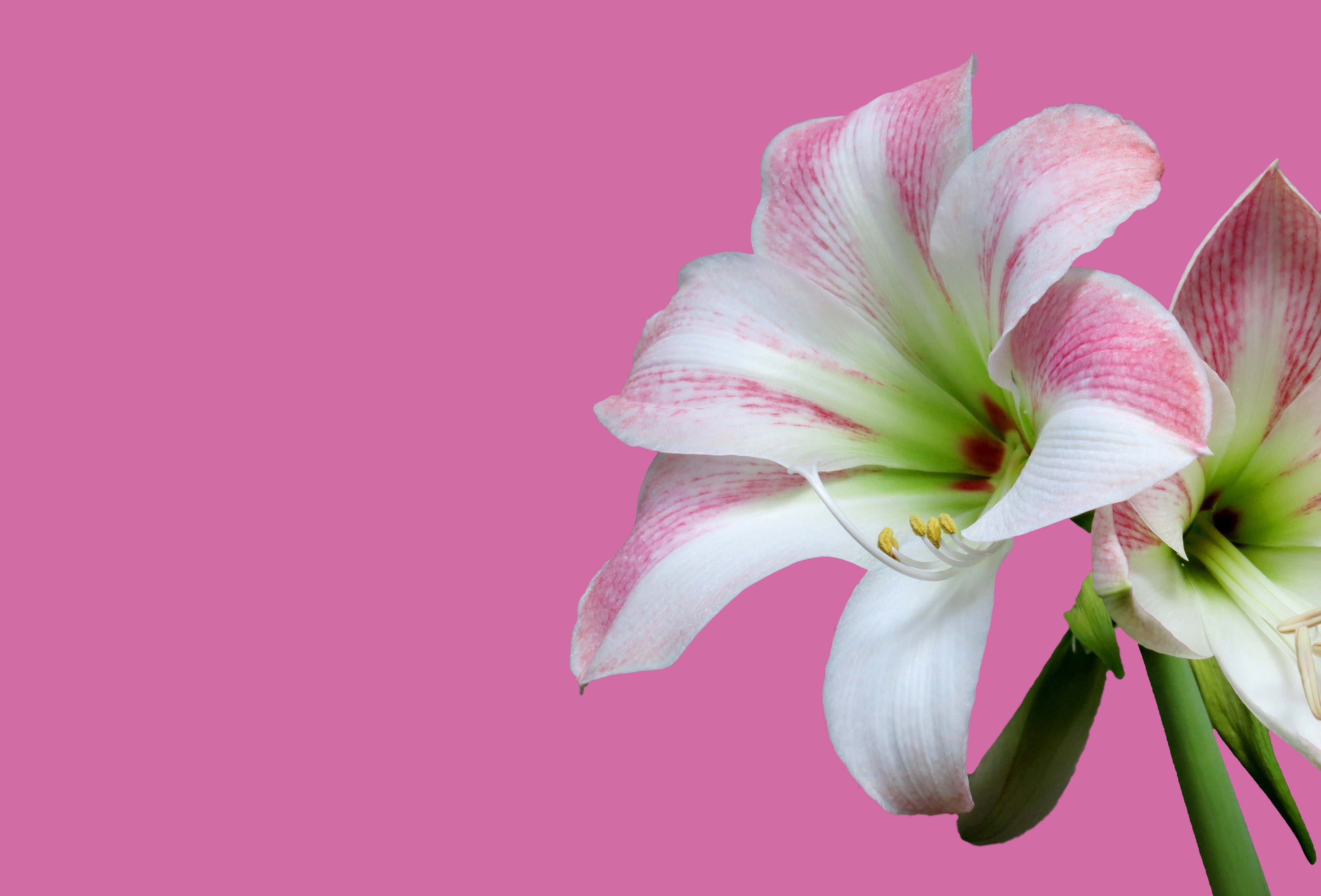 Amaryllis Flower Flora macro free image download
