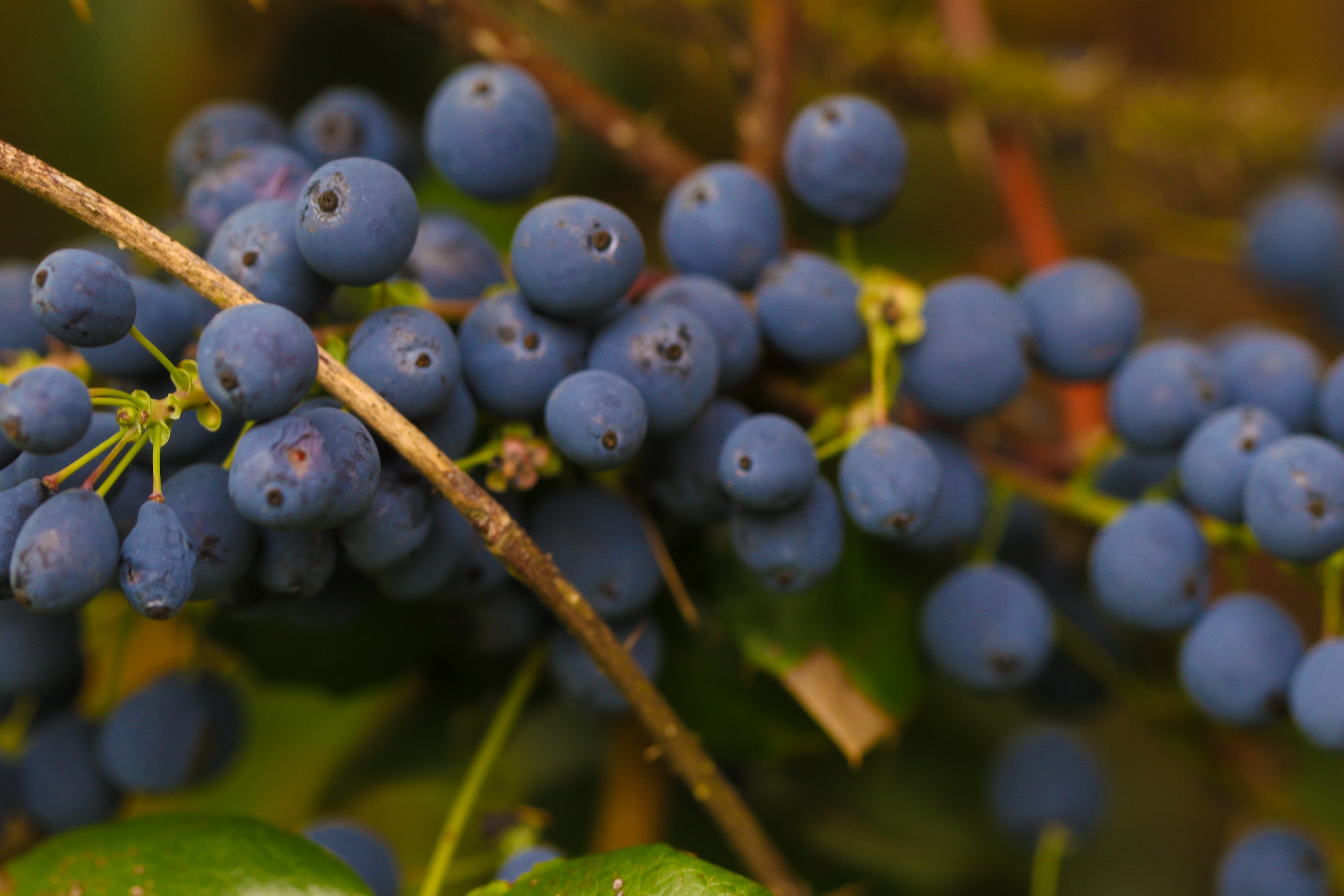 Berry Blue Nature free image download