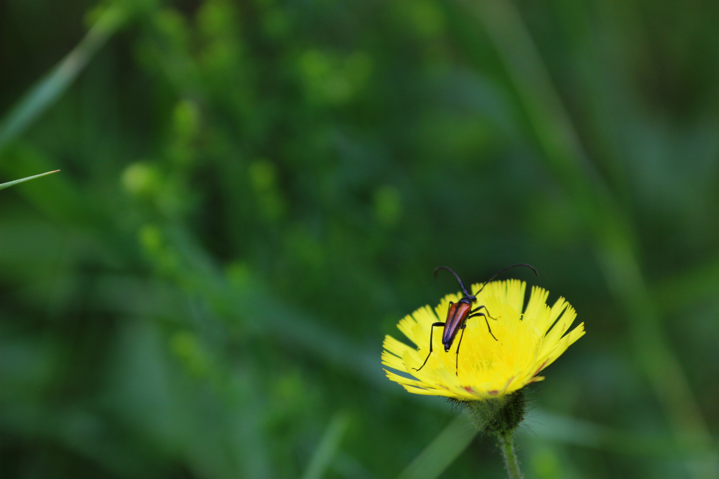 Beetle Flower Summer free image download