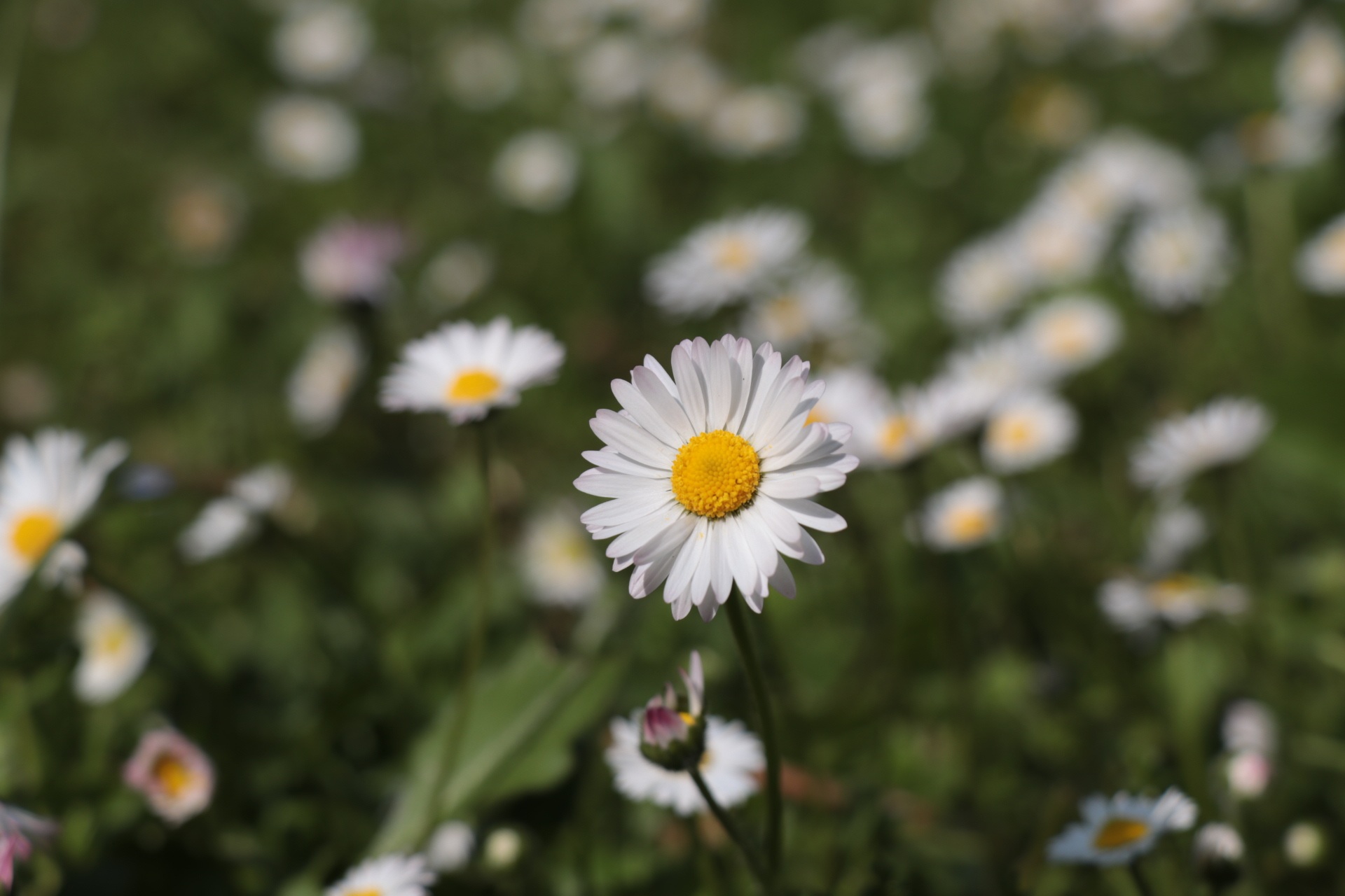 Margaret Flower free image download