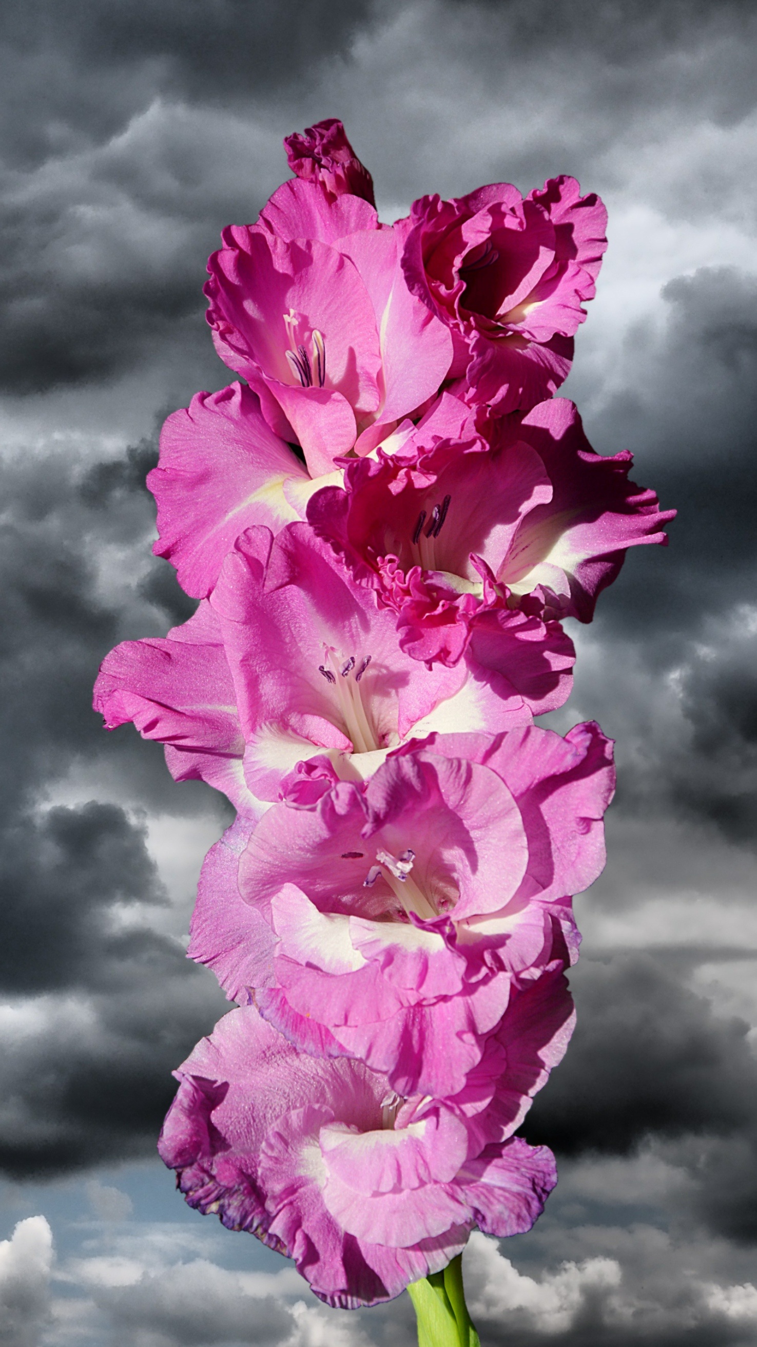 A long branch of a flower in the garden free image download