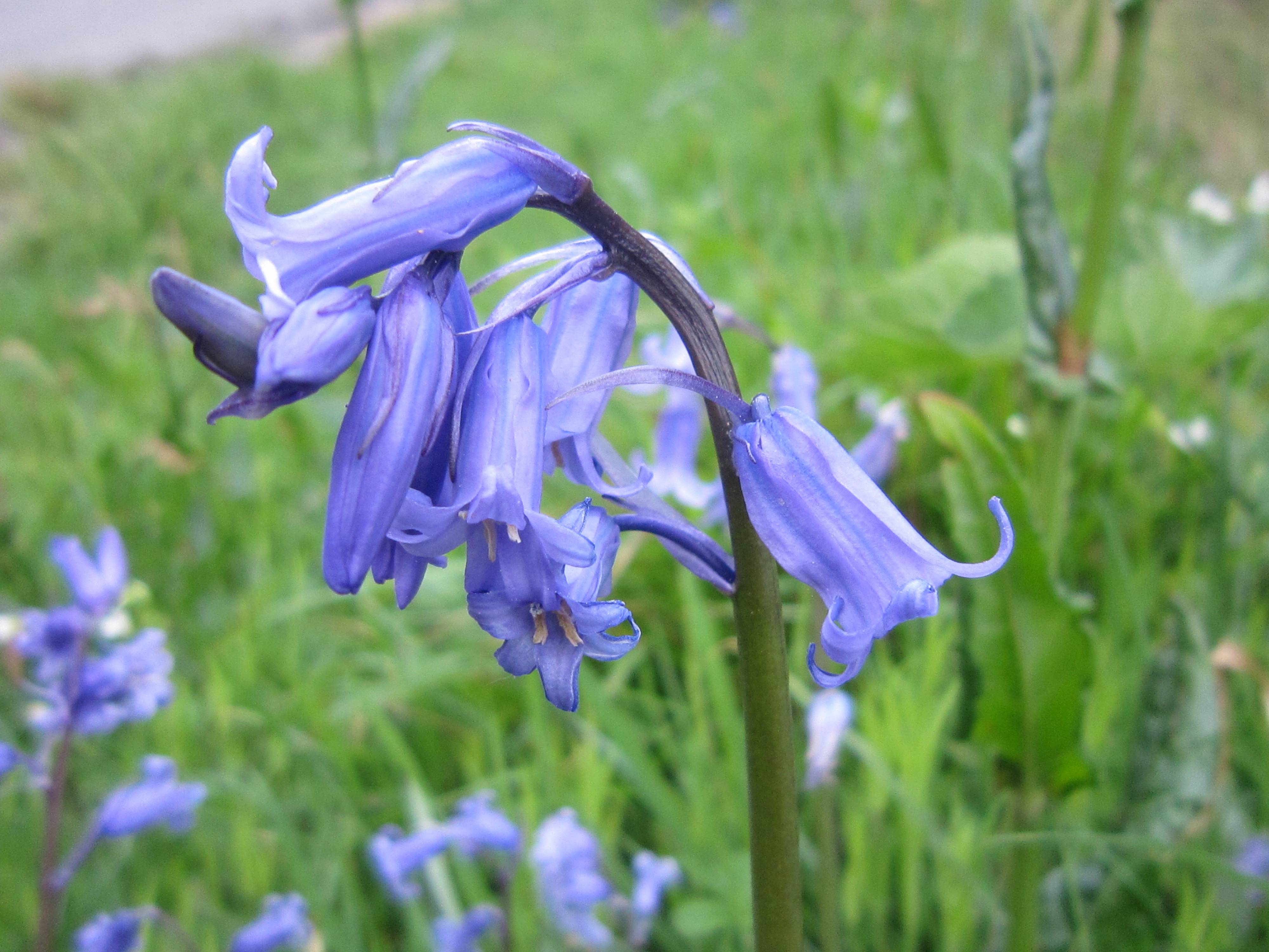 Bluebell Spring free image download