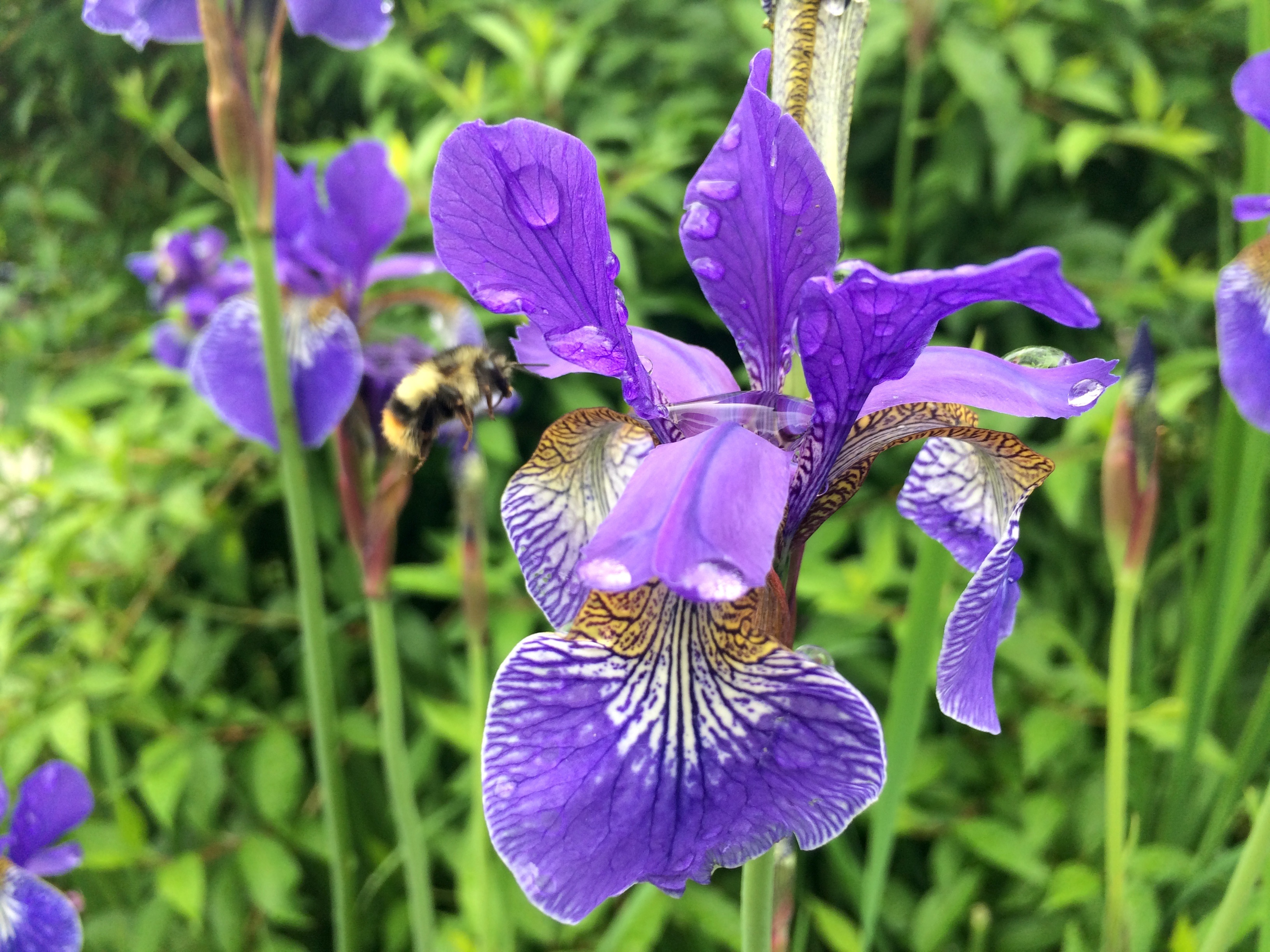 Flower Iris Nature free image download