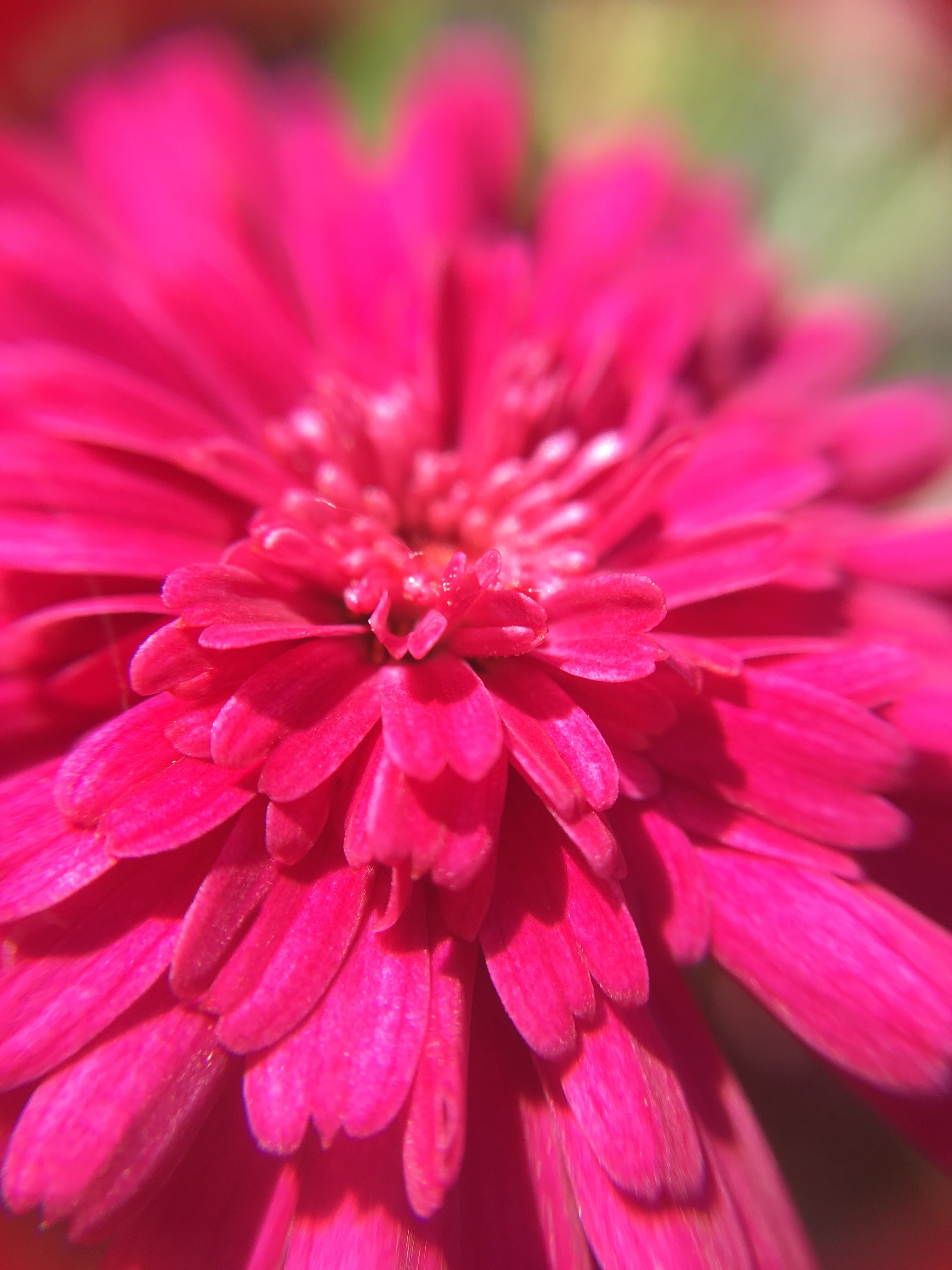 Flower Blossom Bloom Close free image download