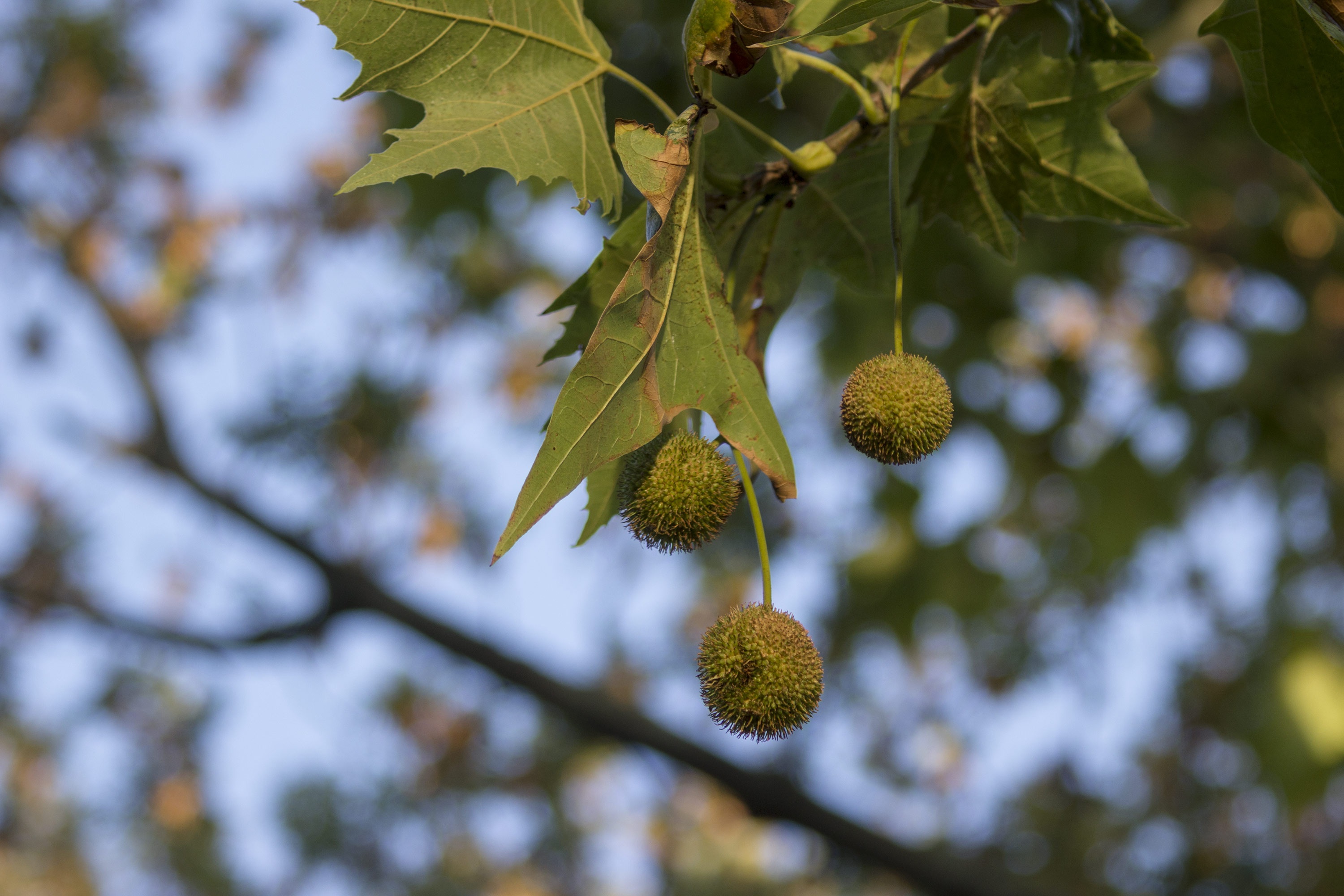 Chestnut Leaves Sky free image download