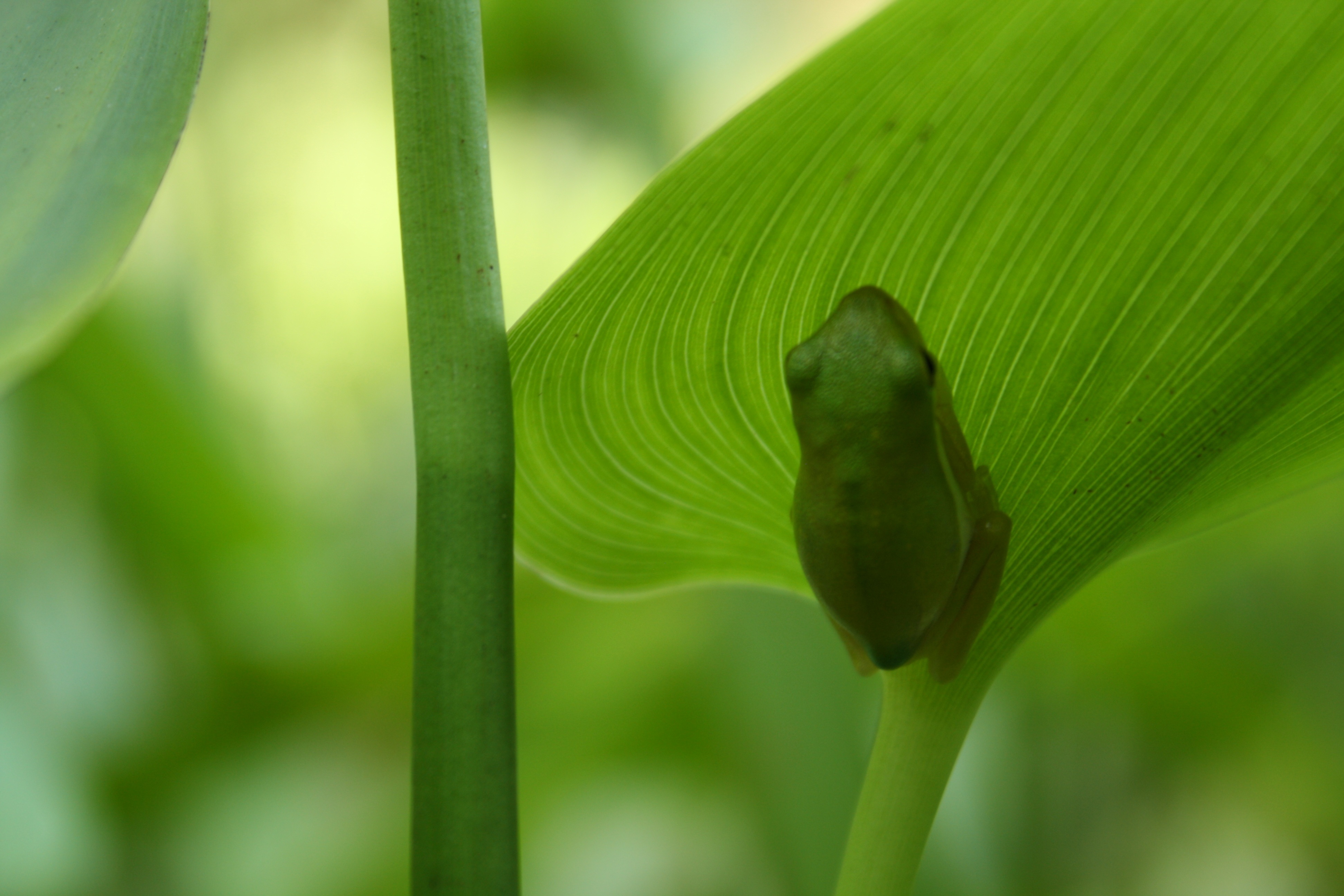 Frog Nature Leaf free image download