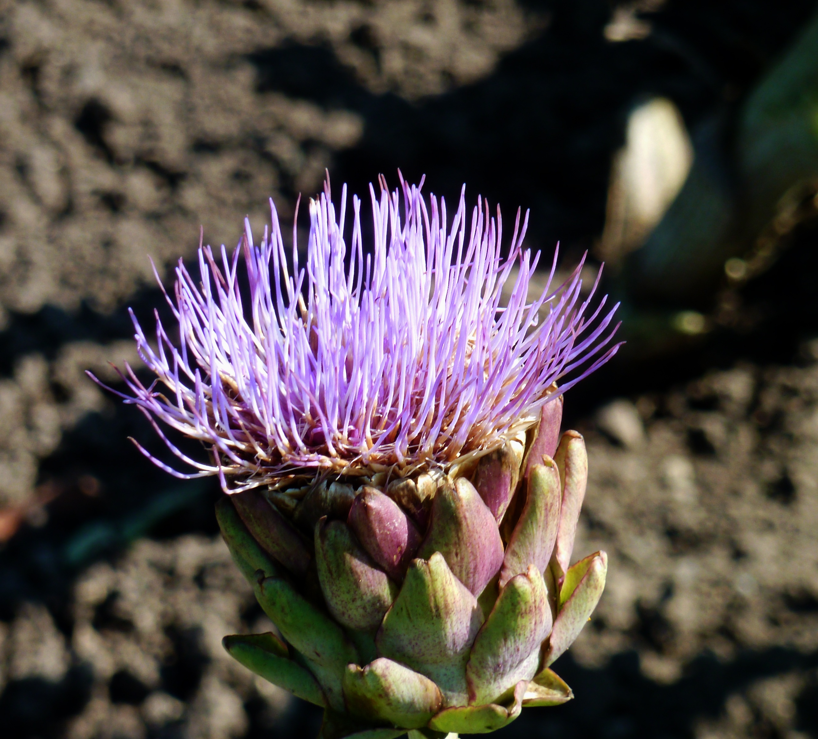 Blossom Bloom Artichoke Flower free image download