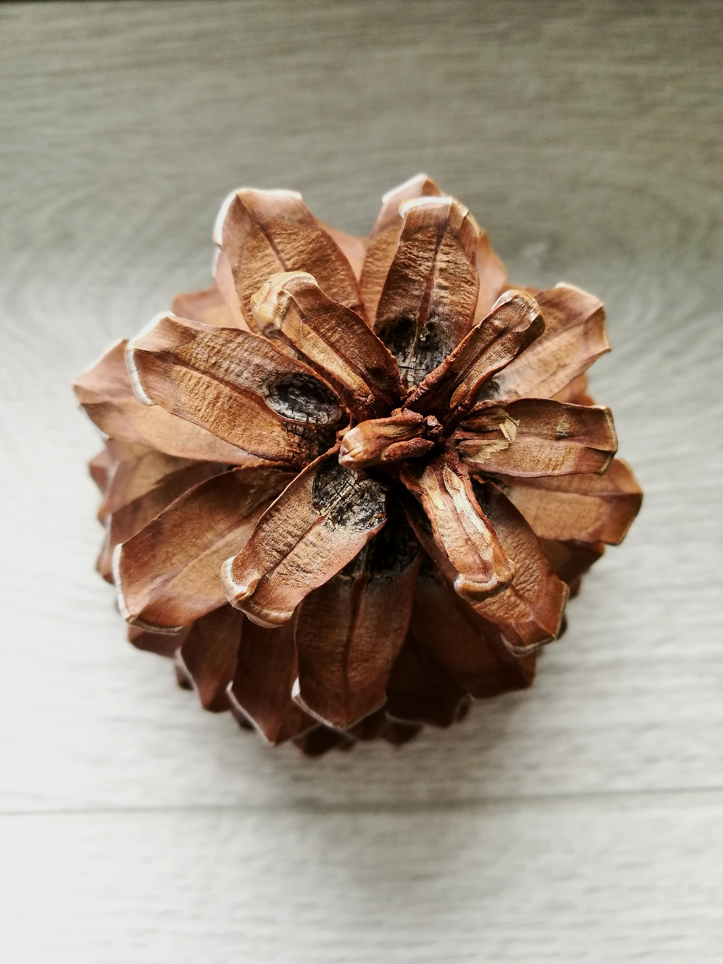 Pine Cone Macro Round free image download