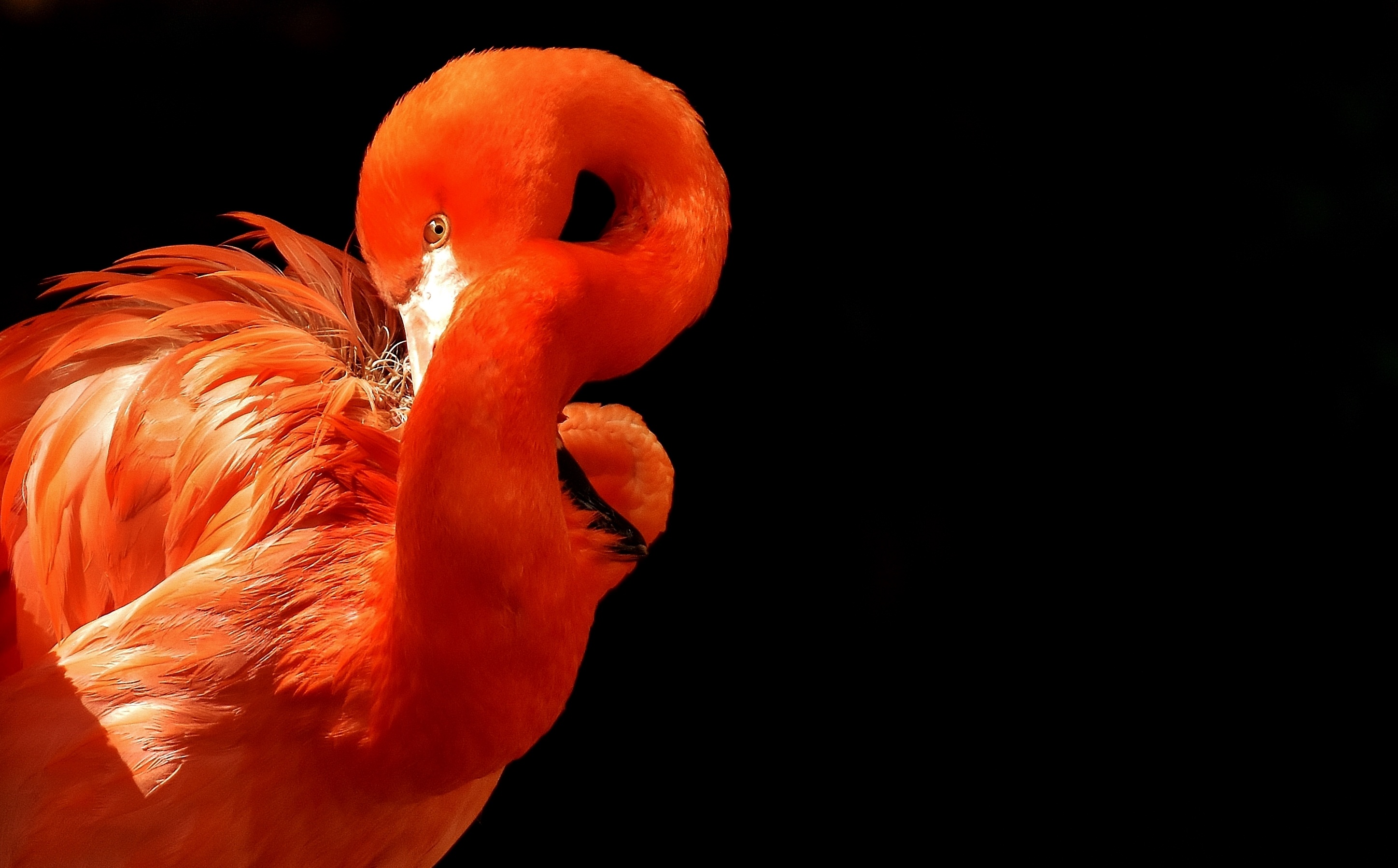 Flamingo Birds Water Bird free image download