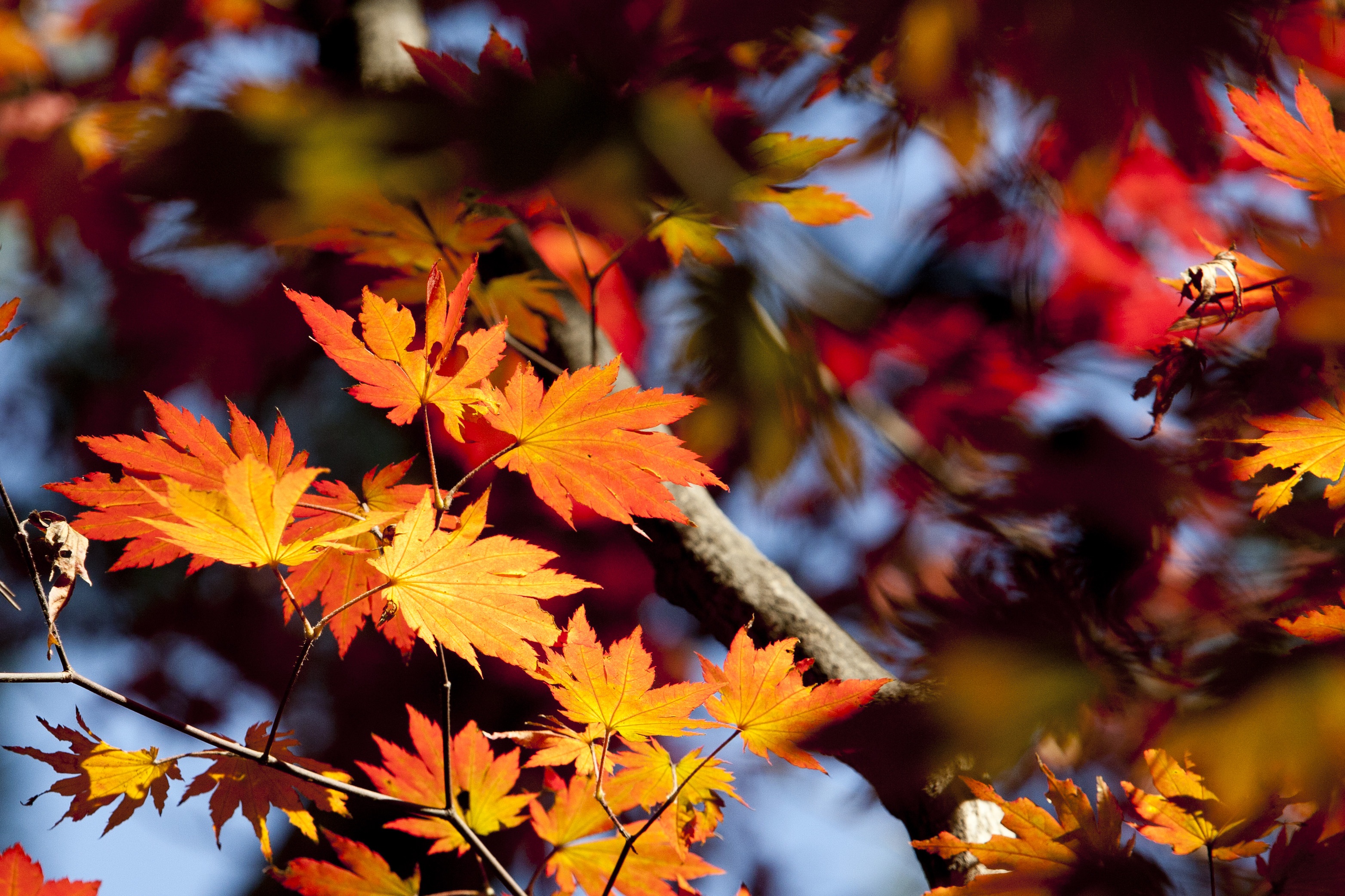 Autumn Leaves The free image download
