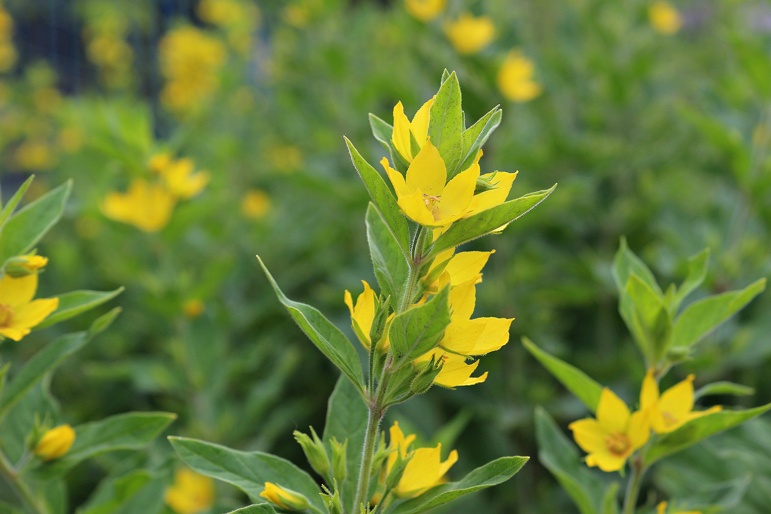 Flowers Green Yellow free image download