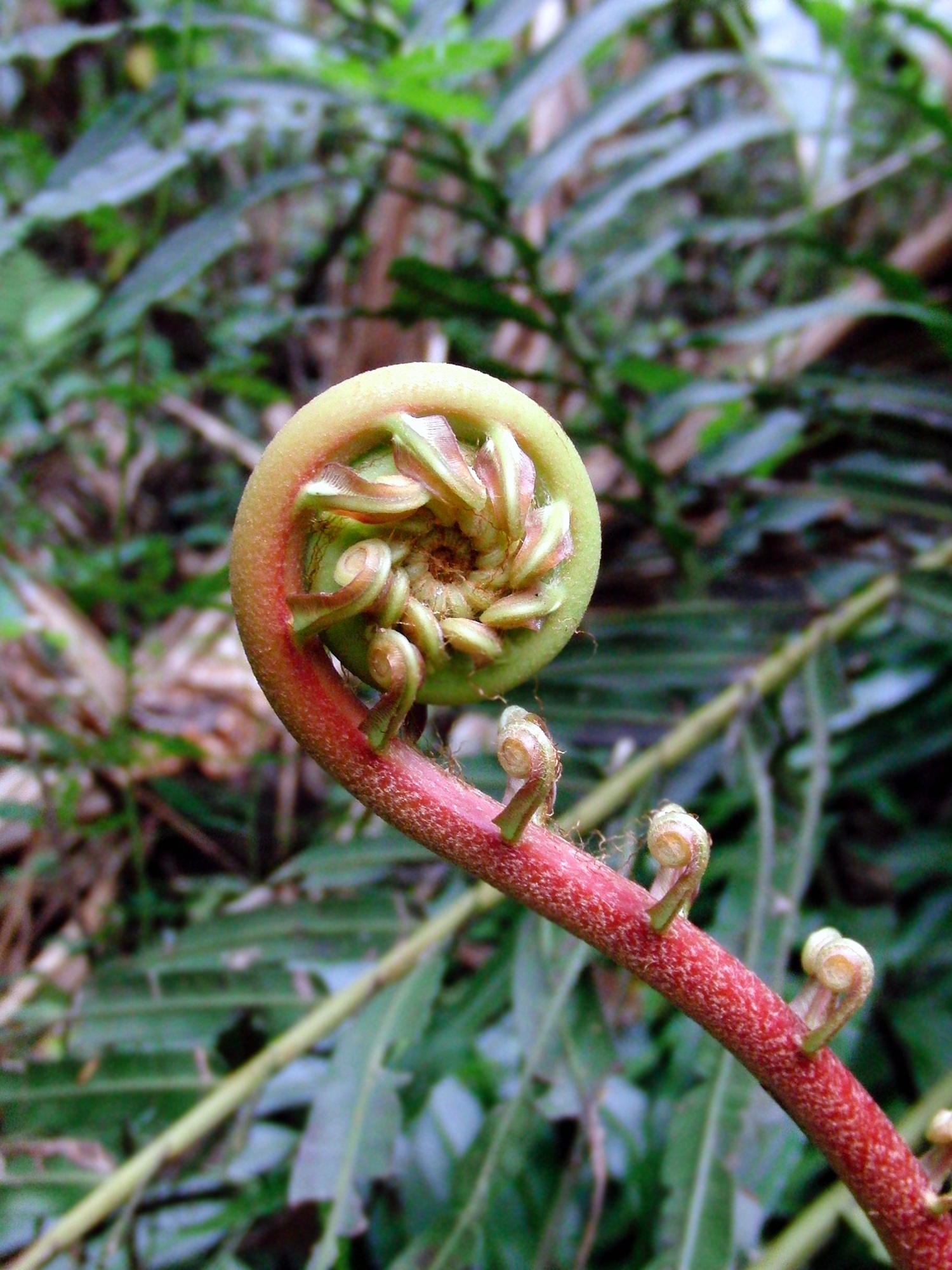 Fern The Sprout Of Spring free image download