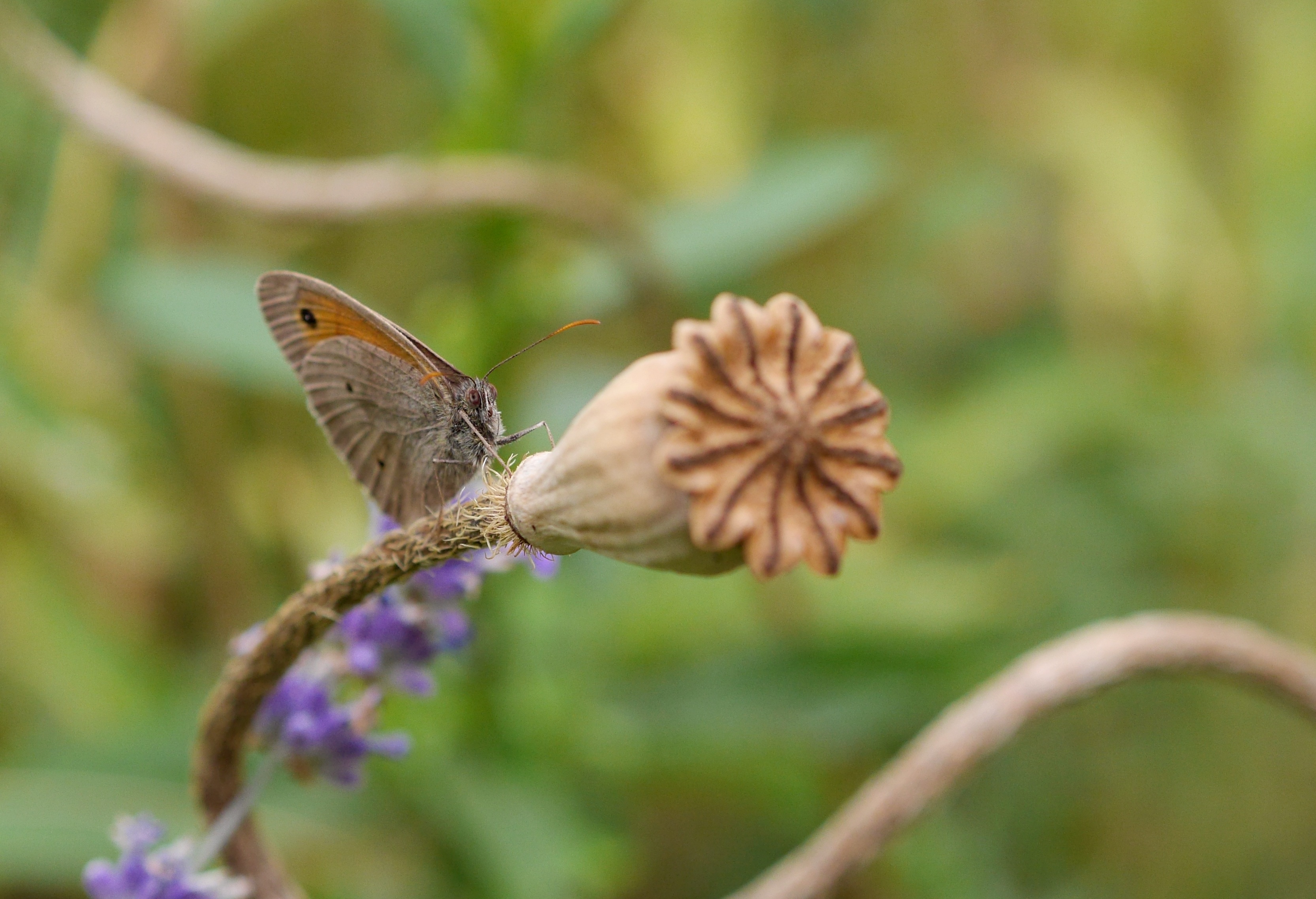 Butterfly Poppy Capsule Nature free image download