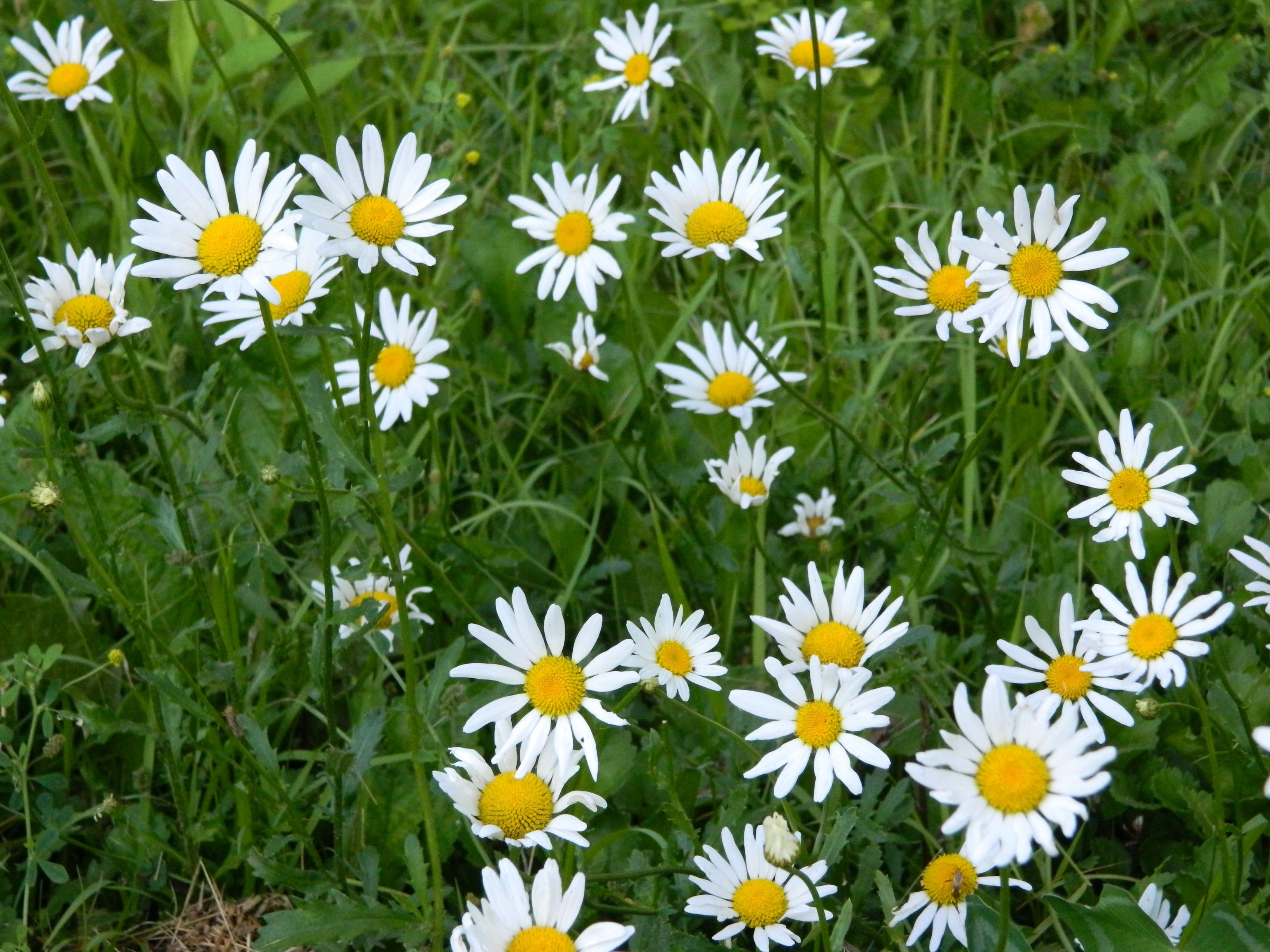 Daisy Daisies Flower free image download