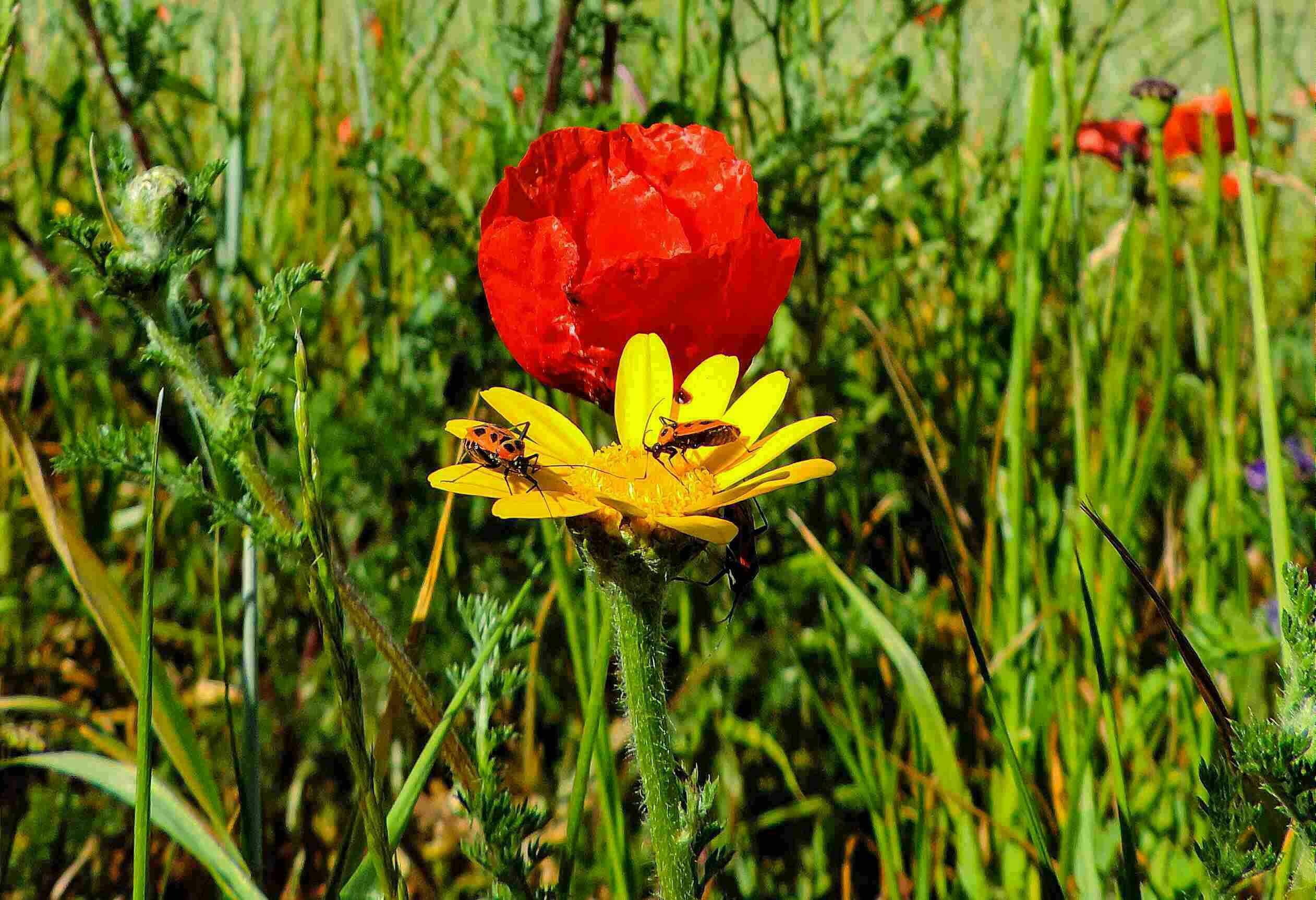 Red Flower bloom in grass free image download