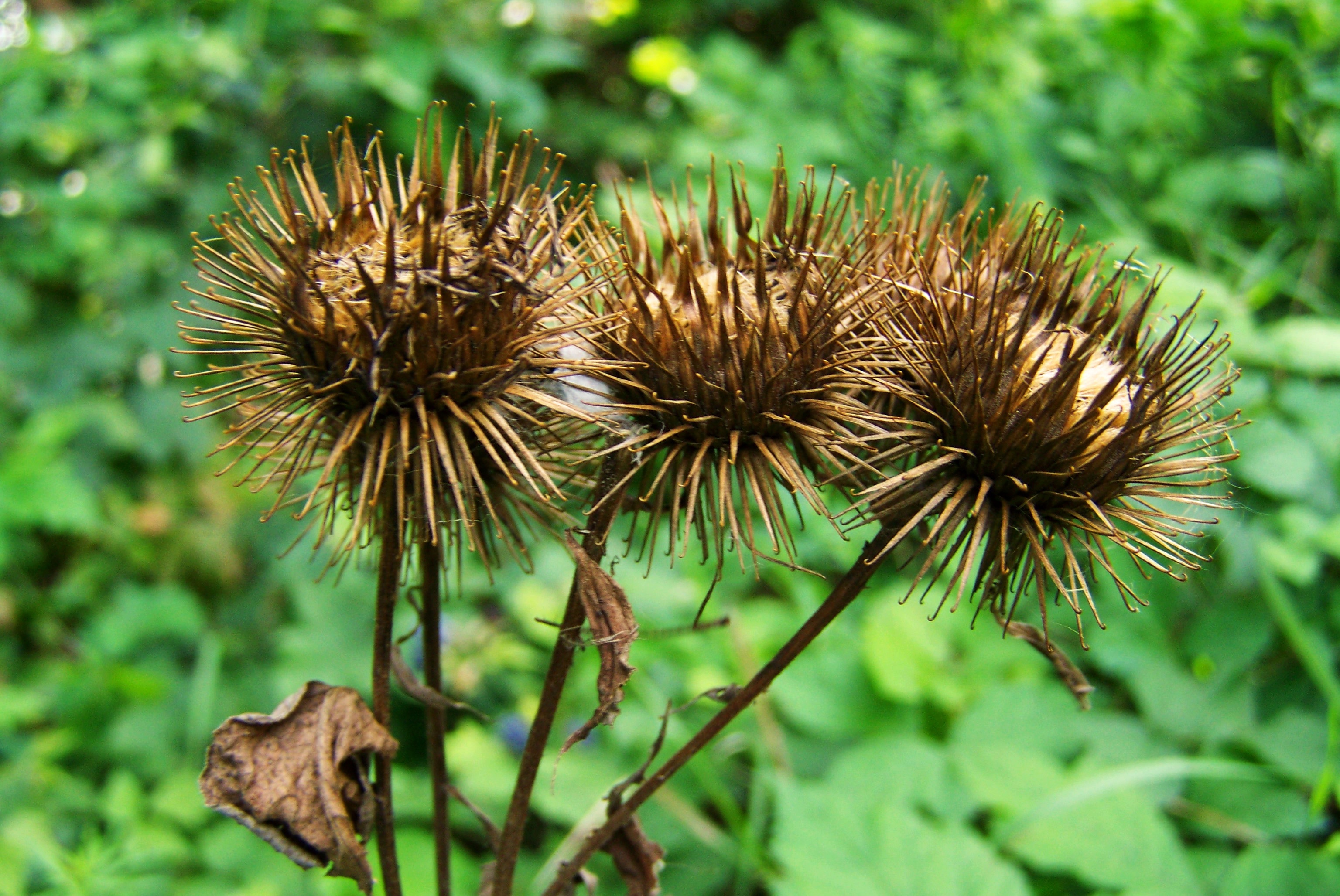 Thistle Wildflower Harvest free image download