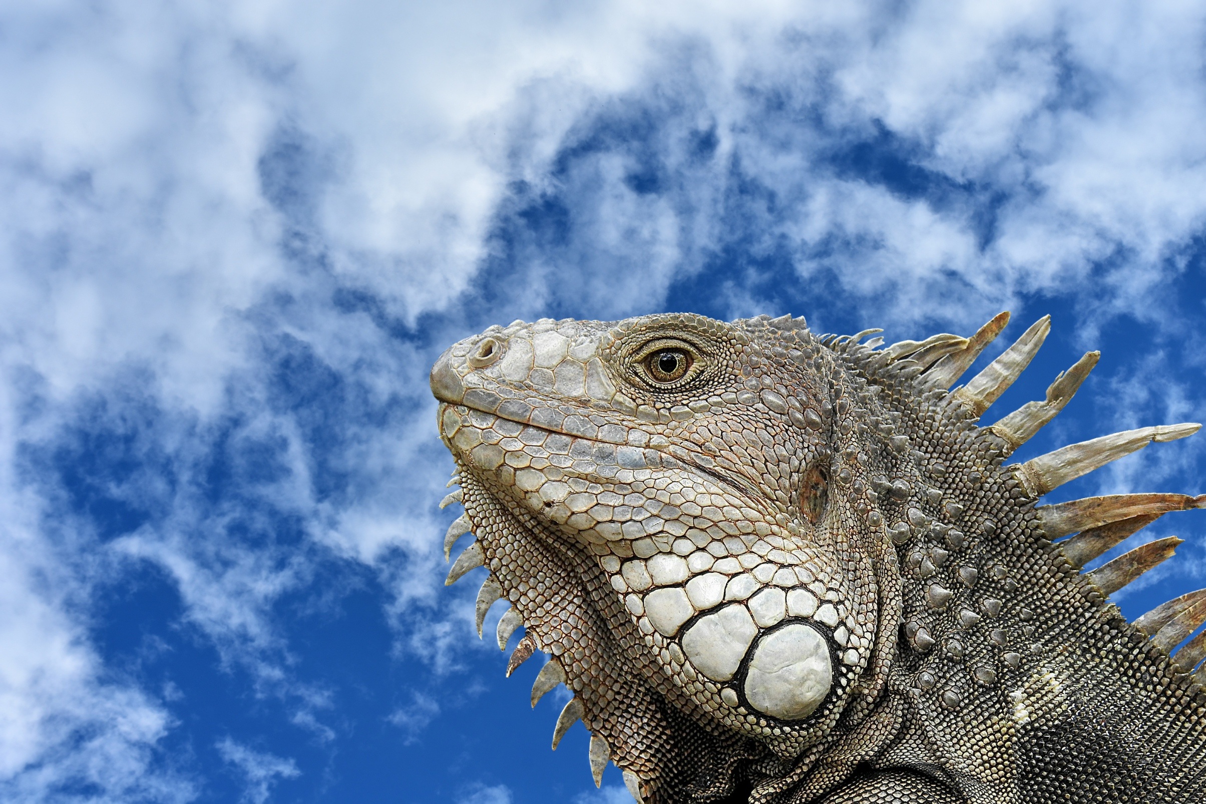 Iguana Portrait Profile Close free image download