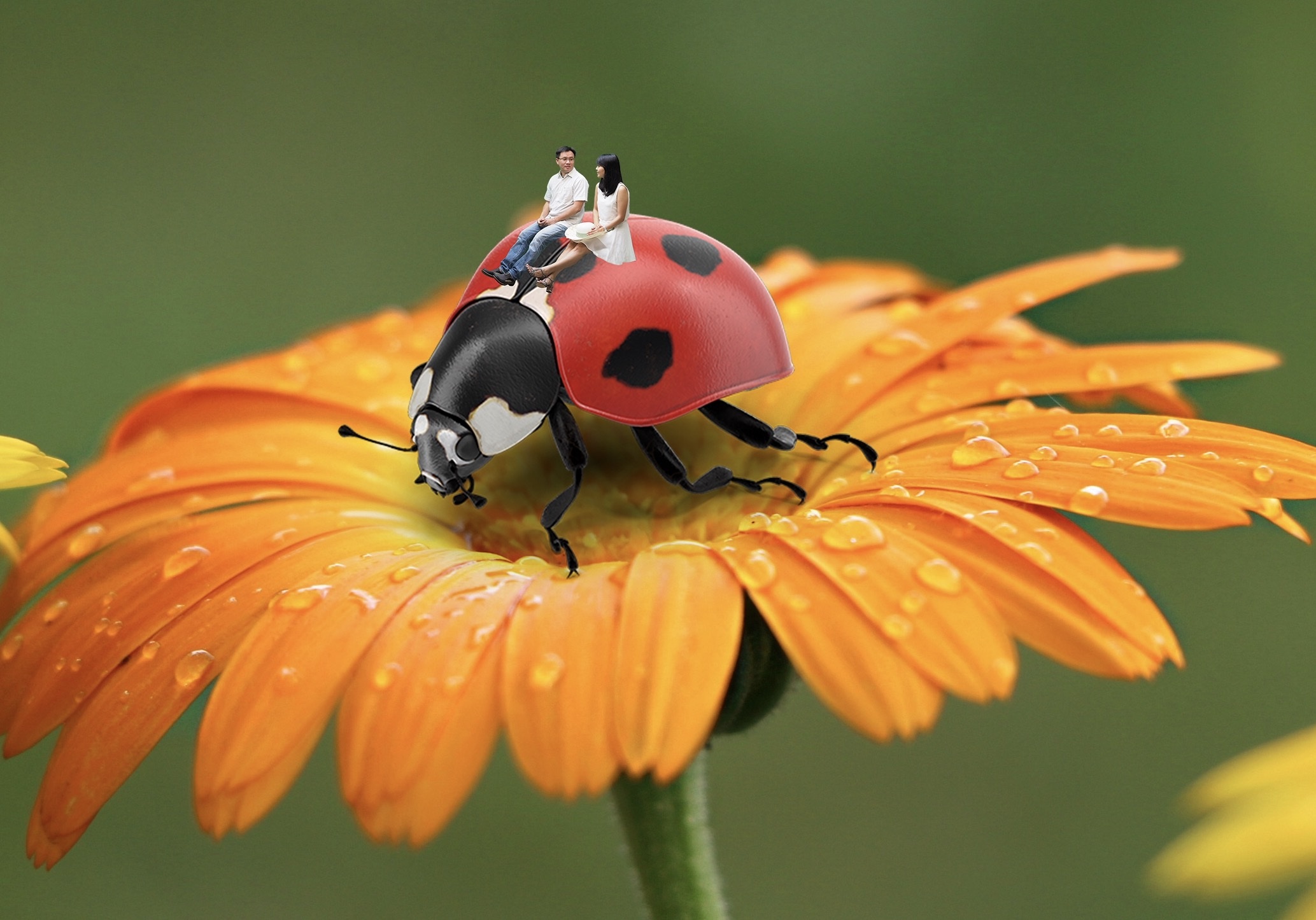 Ladybug Flower free image download