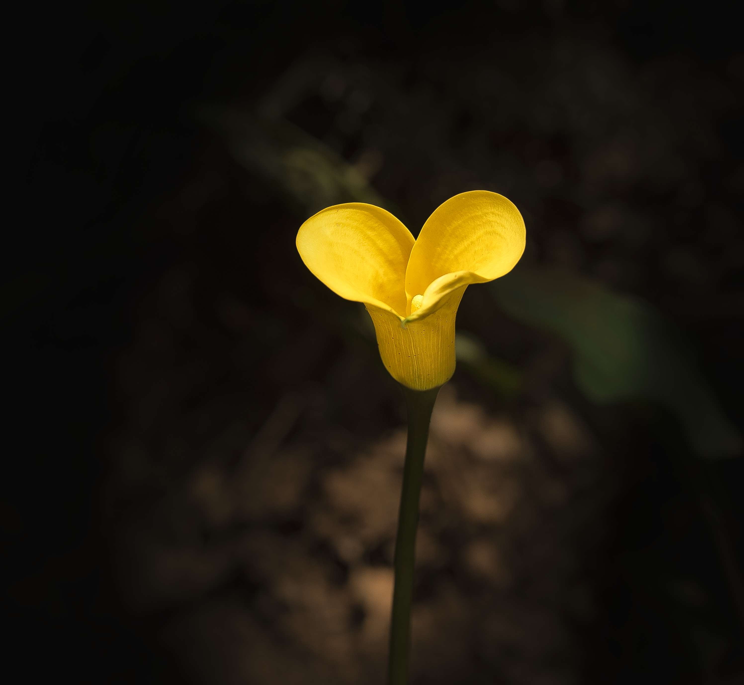 Lily Yellow Flora free image download