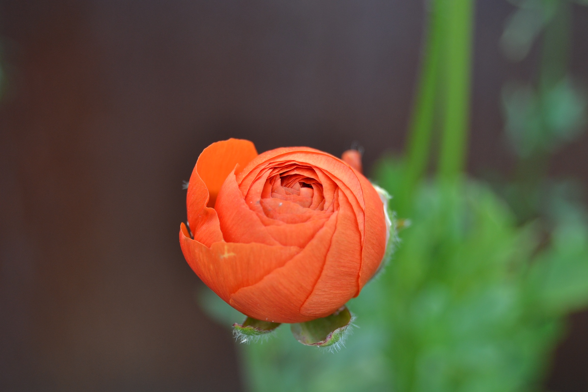 Ranunculus Orange Flower free image download