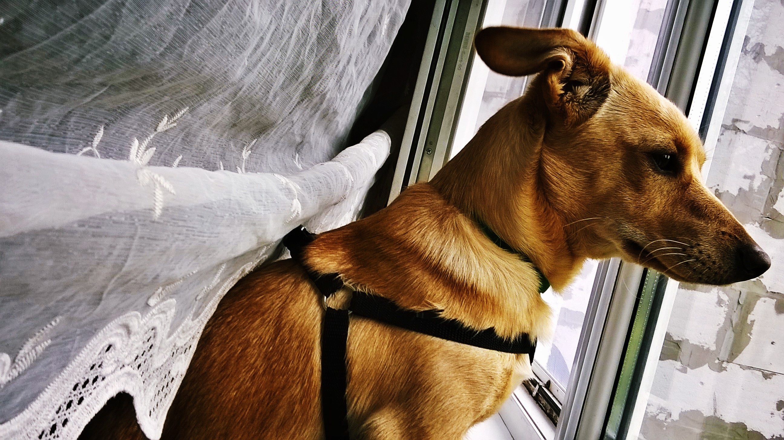 Dog looking at Window free image download