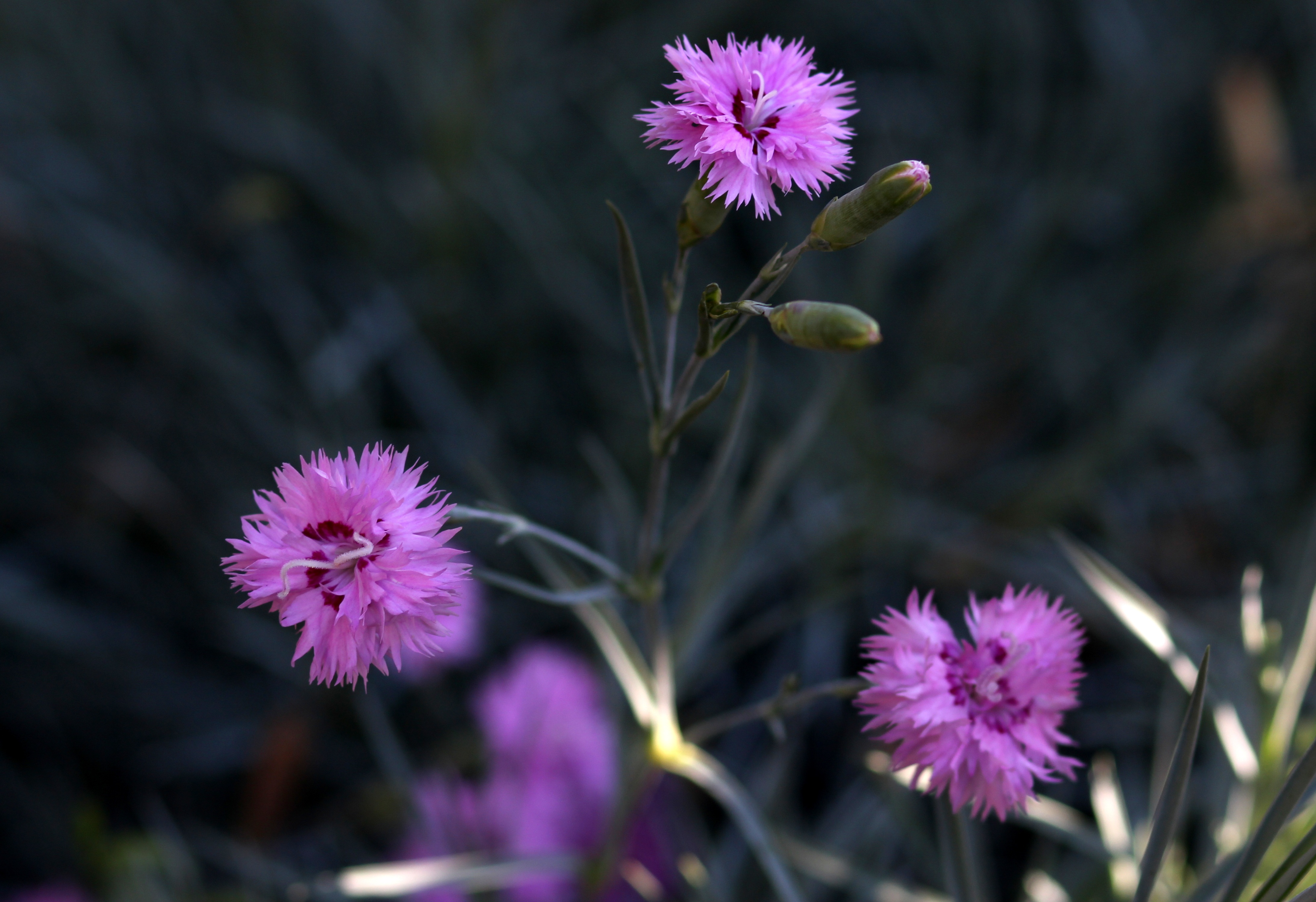 Carnation Flower Pink free image download