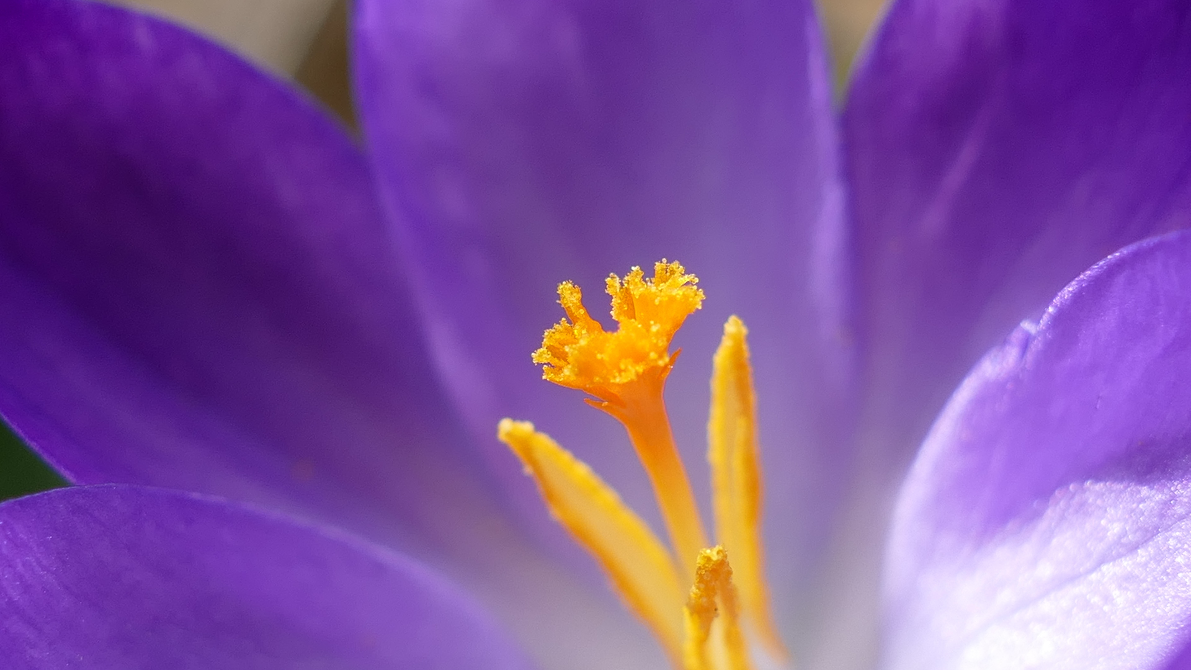 Crocus Blossom Bloom free image download
