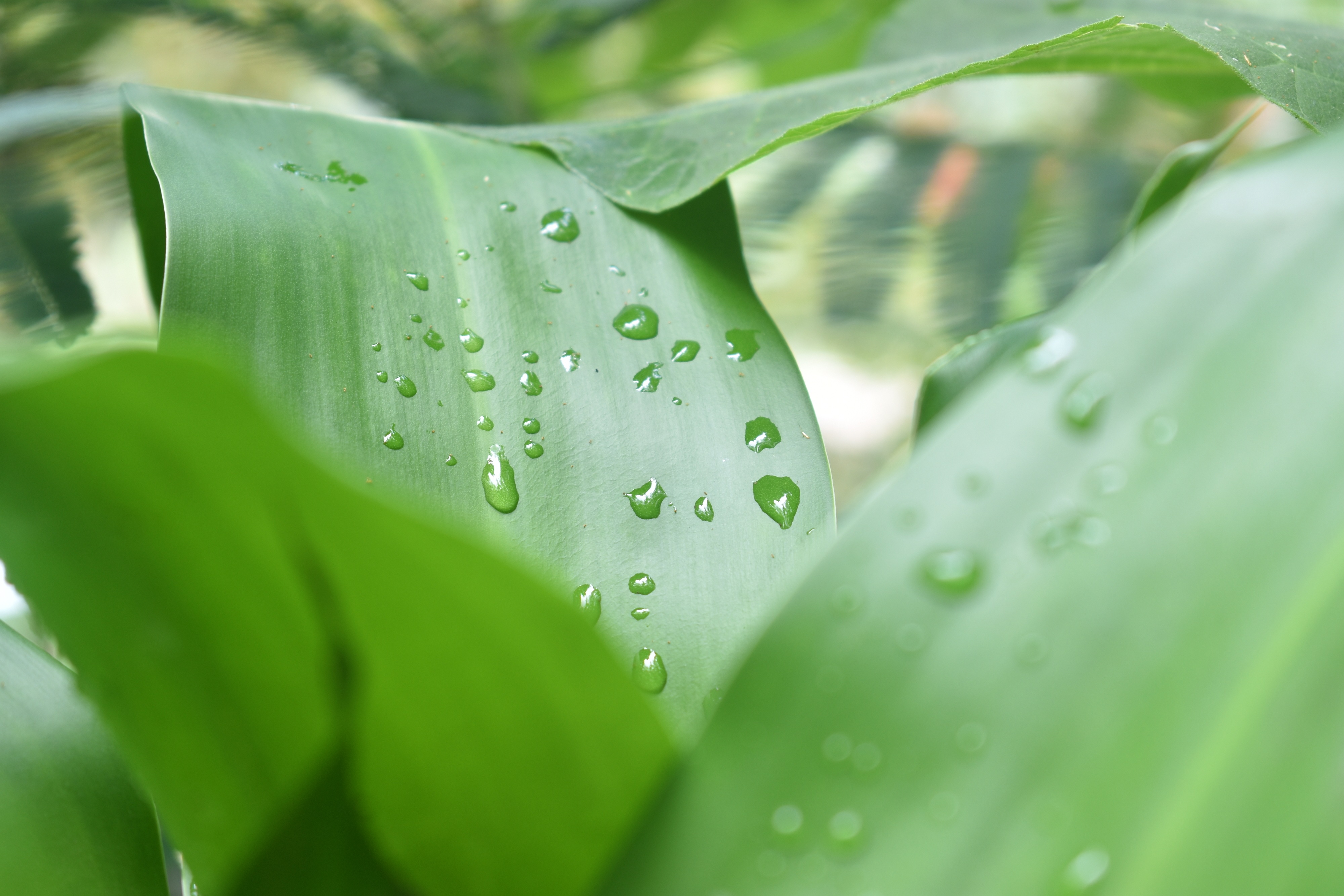 Water Drop Dew free image download