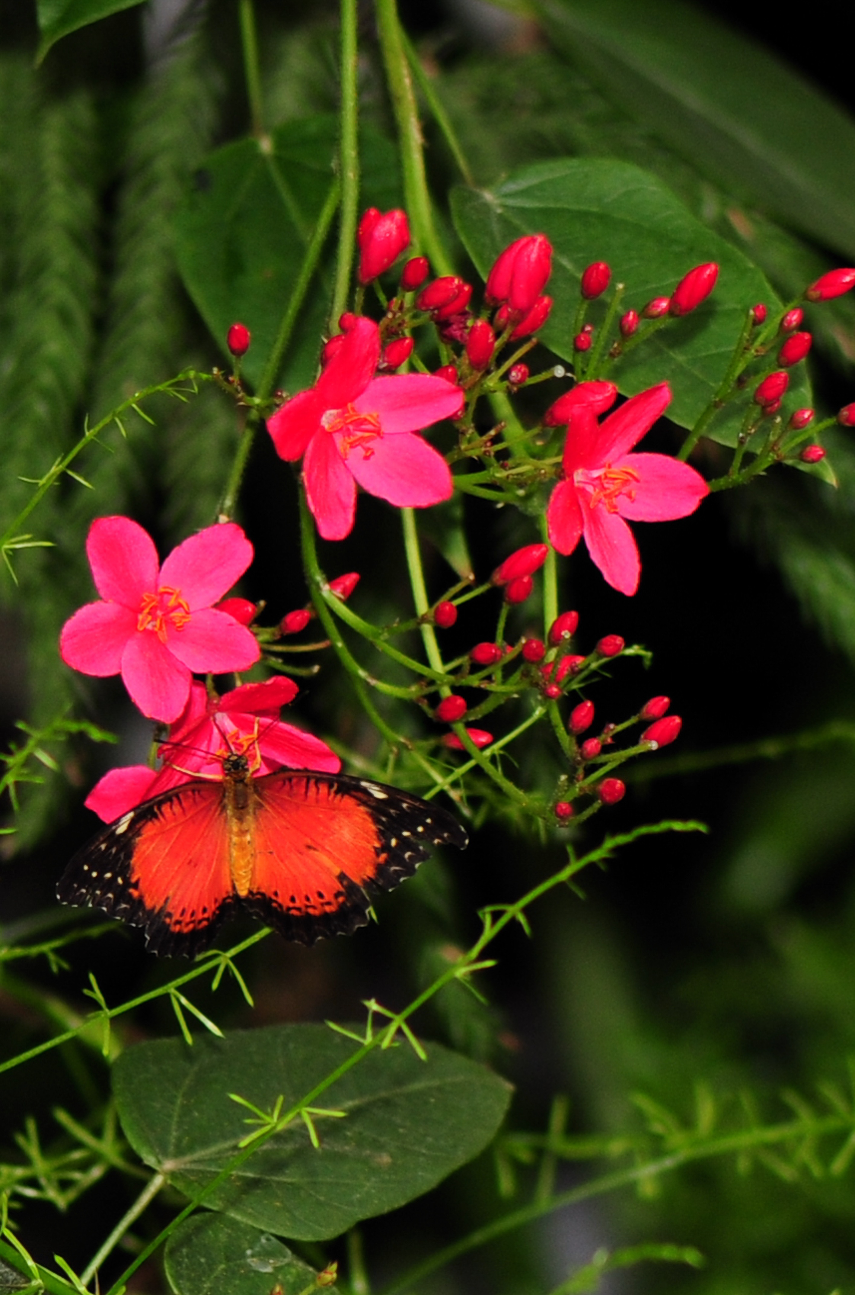 Butterfly Flower free image download