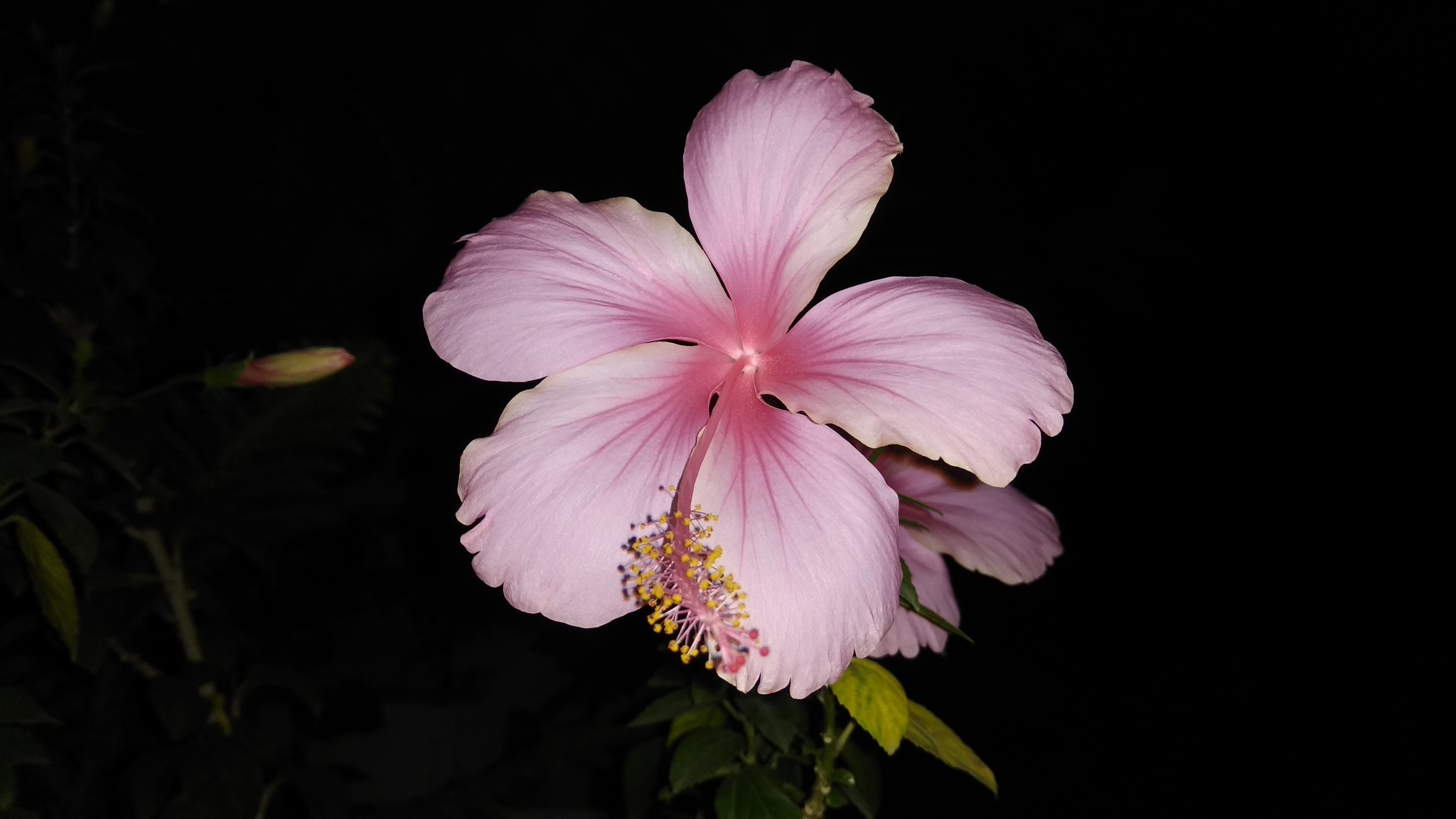 Light Pink Hibiscus Dark View free image download